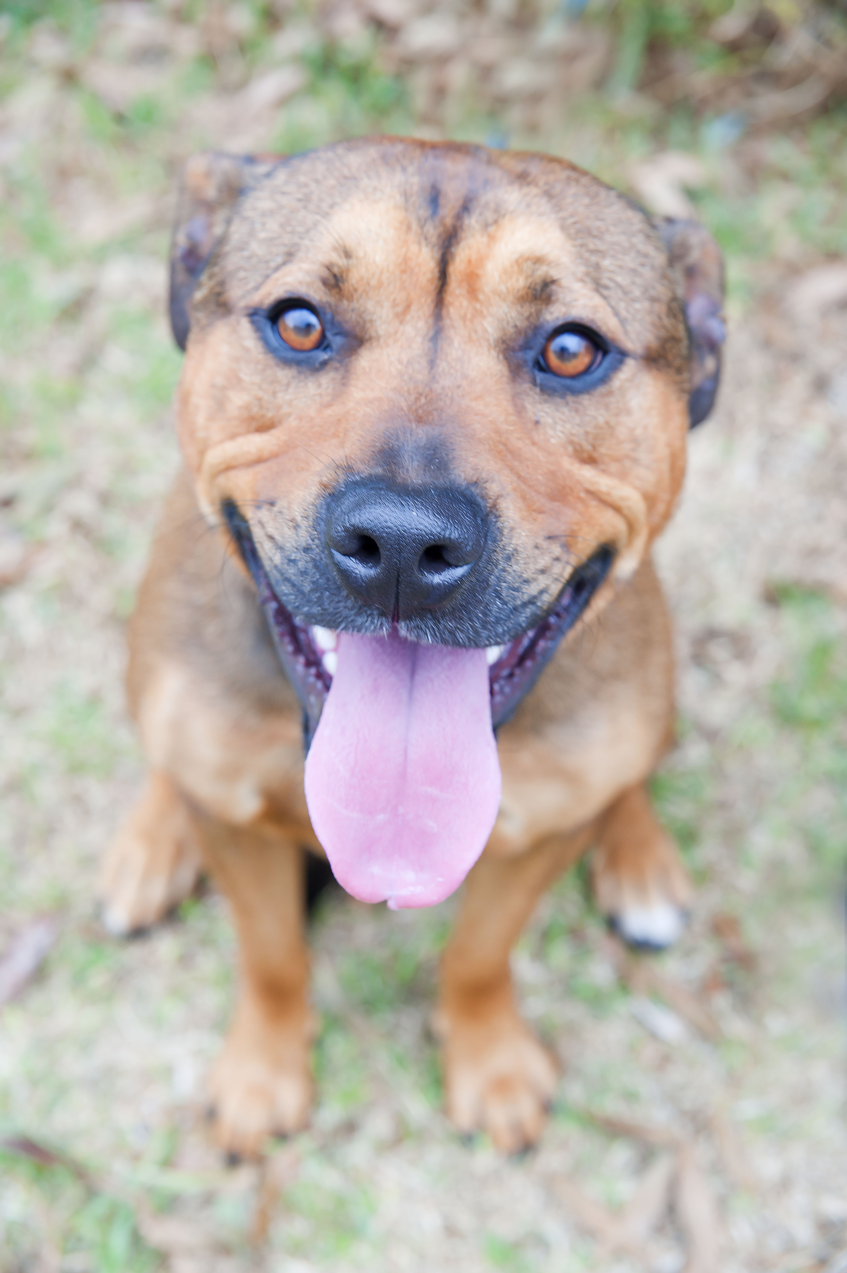 Milo ID12506 - Large Male Staffy x Rottweiler Mix Dog in VIC - PetRescue