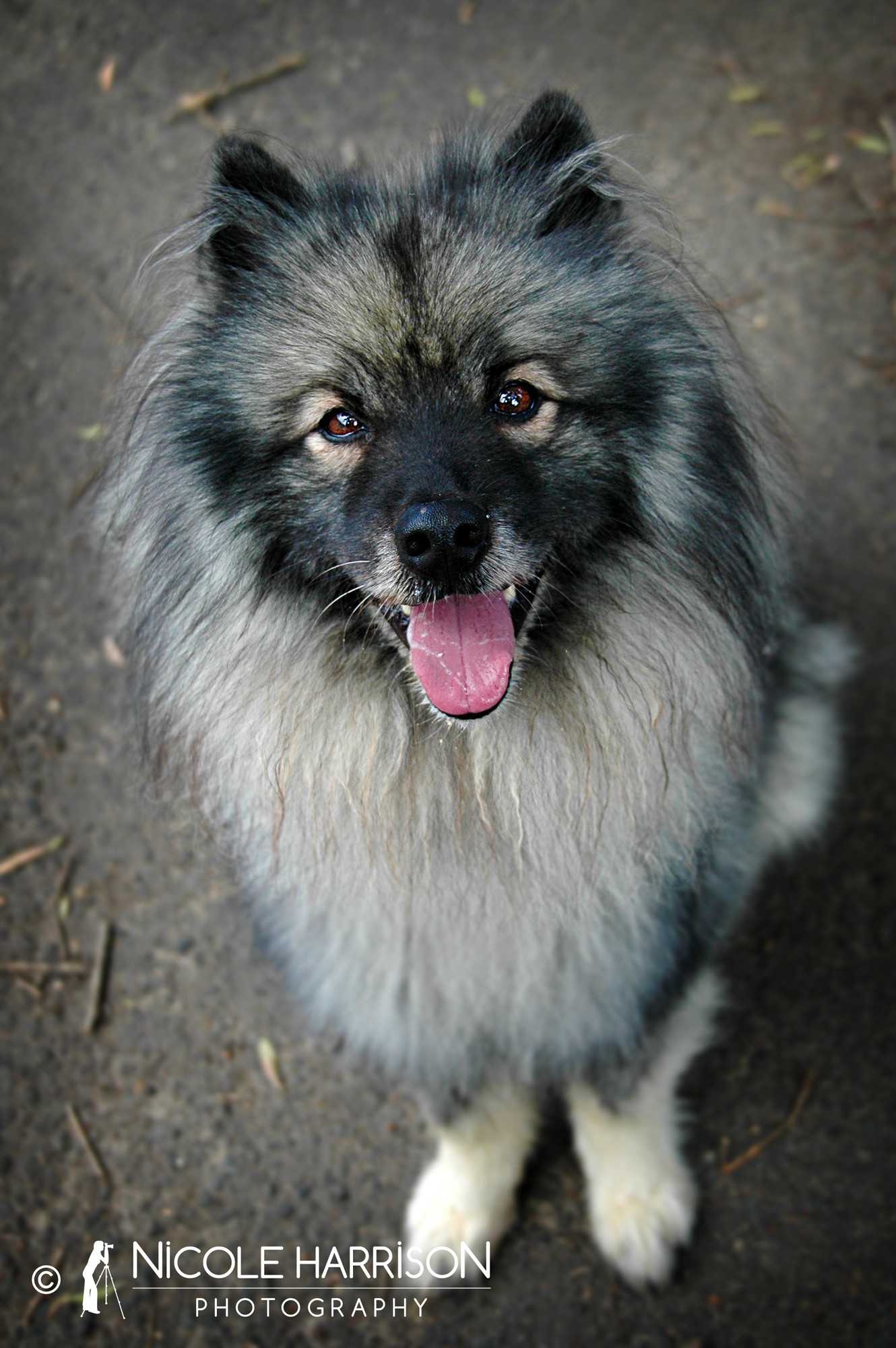 Sash - Medium Male Keeshond Dog in NSW - PetRescue
