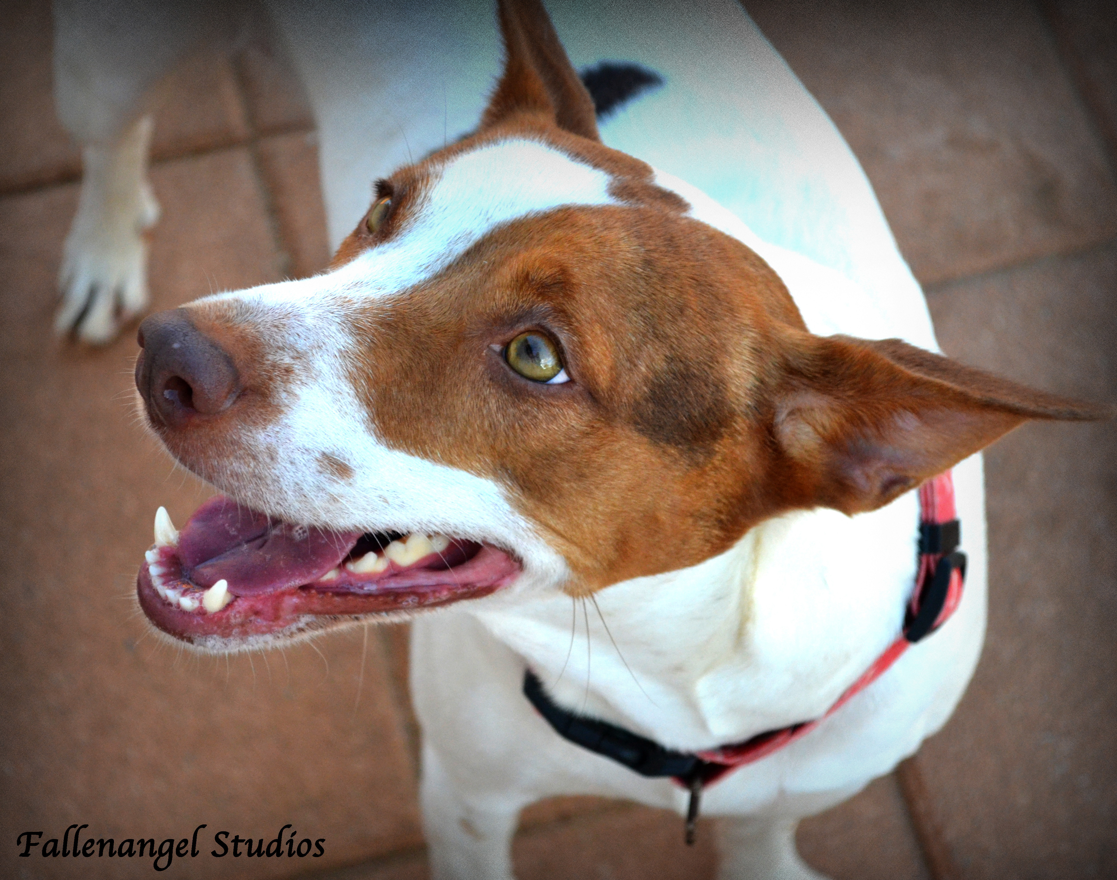 Missy - Medium Female Australian Cattle Dog x Jack Russell Terrier Mix ...