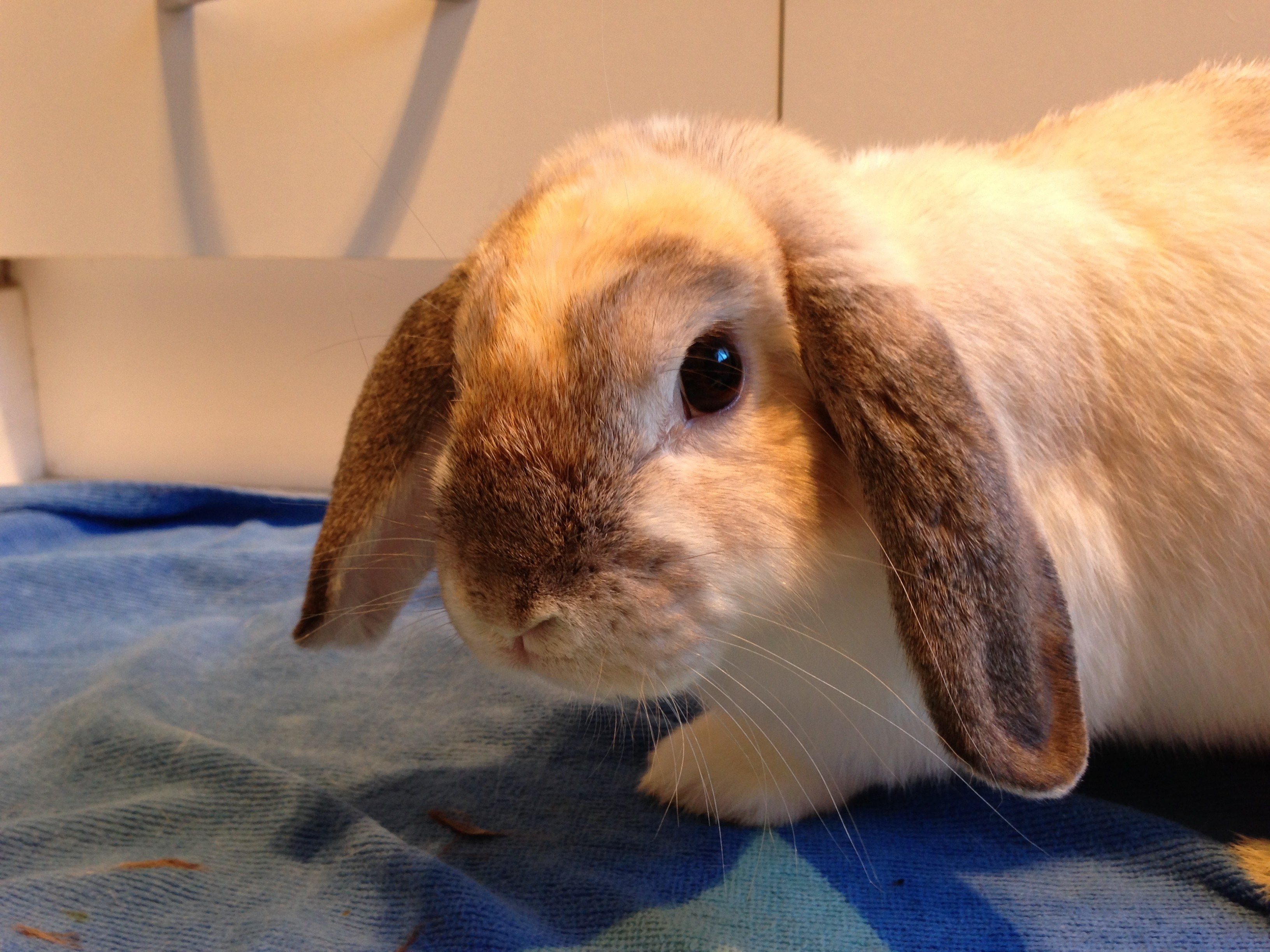 Twinkle - Male Lop Rabbit in VIC - PetRescue