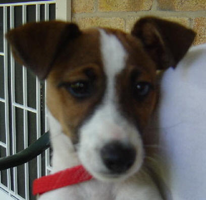 Morrow - Medium Male Mini Foxie x Purebred Tenterfield Terrier Dog in ...