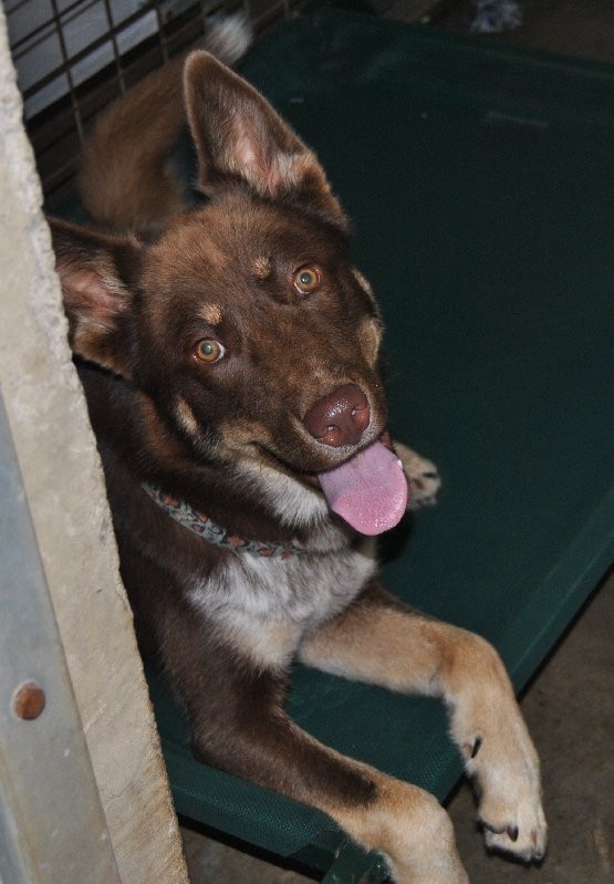 Bear - Medium Male Kelpie x Alaskan Husky Dog in QLD - PetRescue
