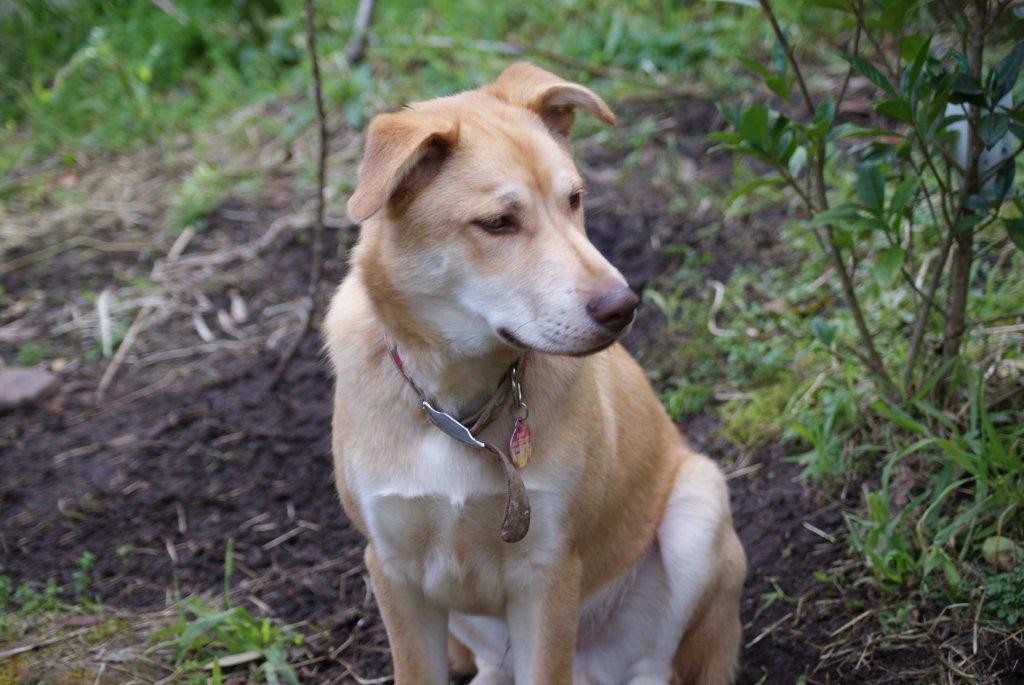 Bosco & Akala (bonded pair) - Large Male Husky x Rhodesian Ridgeback ...