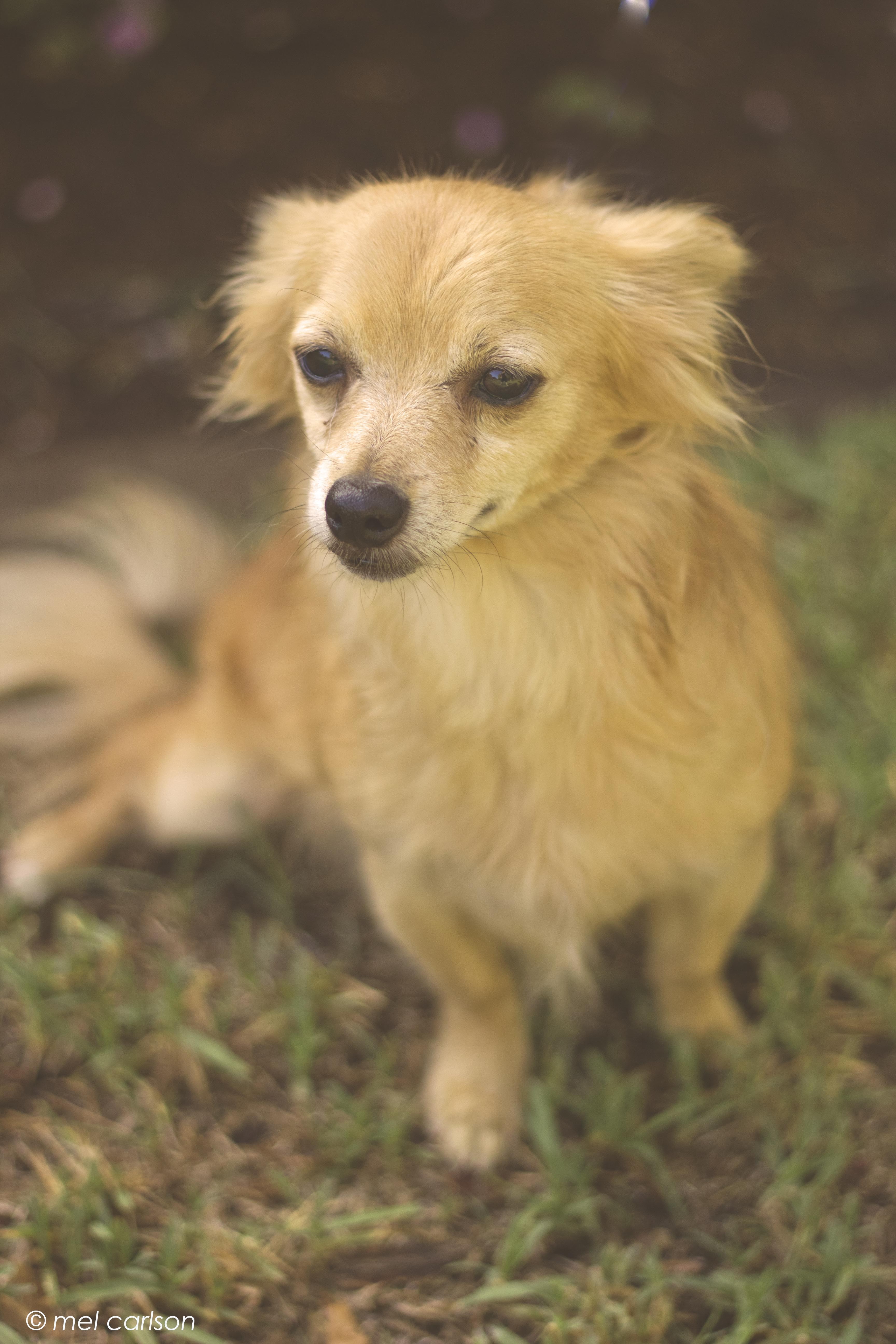Foxy - Small Male Chihuahua x Fox Terrier x Pomeranian Dog in NSW ...