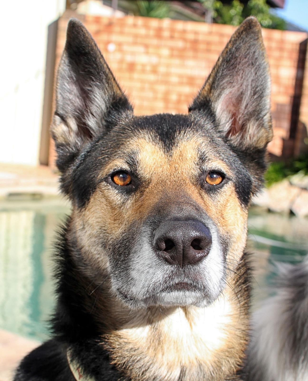 Chief (adopted ~9/2013) - Medium Male German Shepherd X Cattle Dog Dog ...