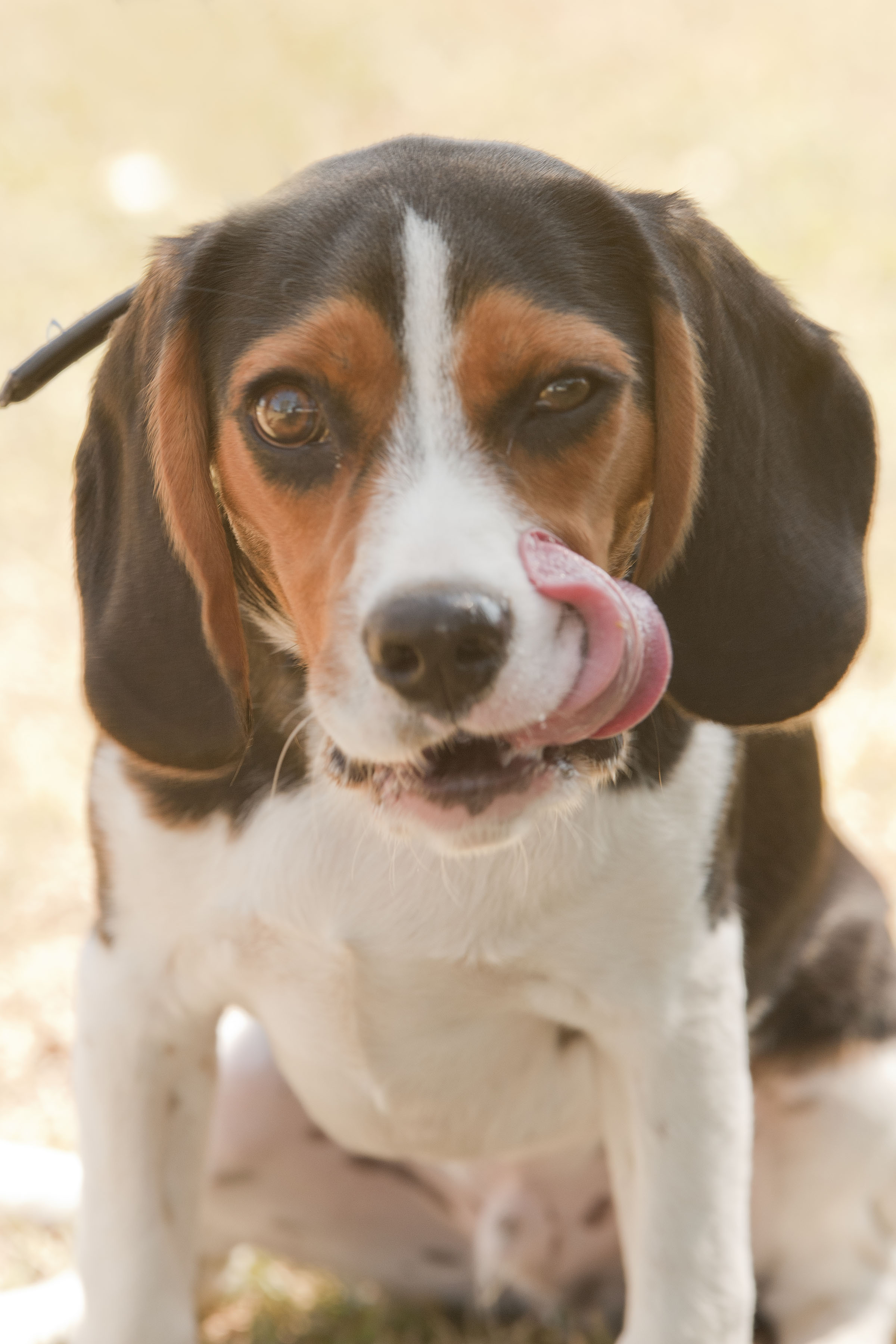 Otis ID12819 - Medium Male Beagle Dog in VIC - PetRescue