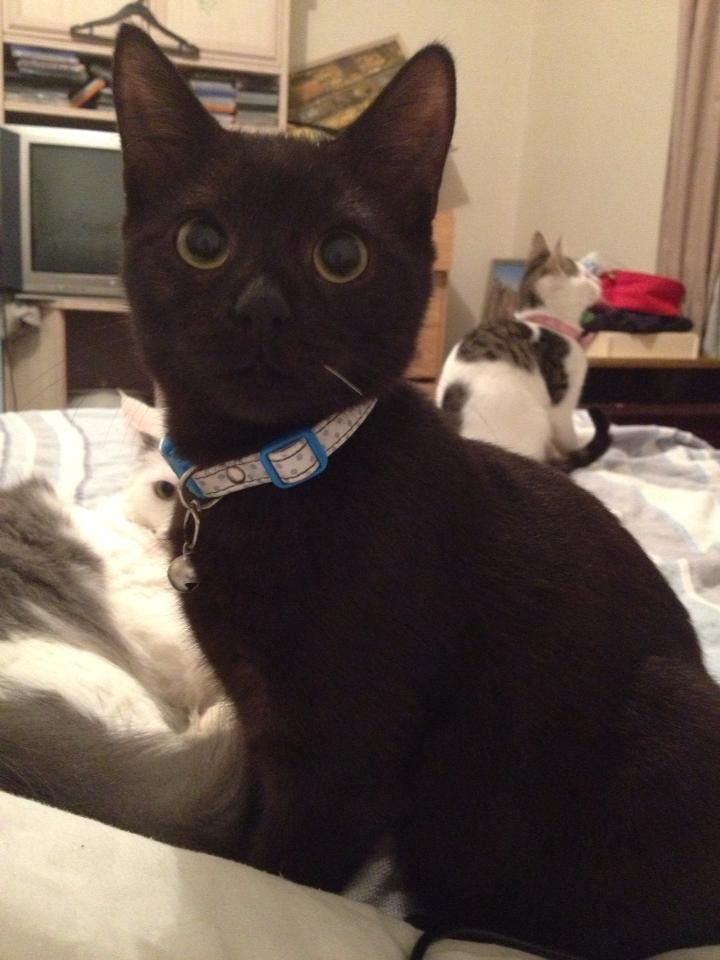 mongo - Male Cat in WA - PetRescue