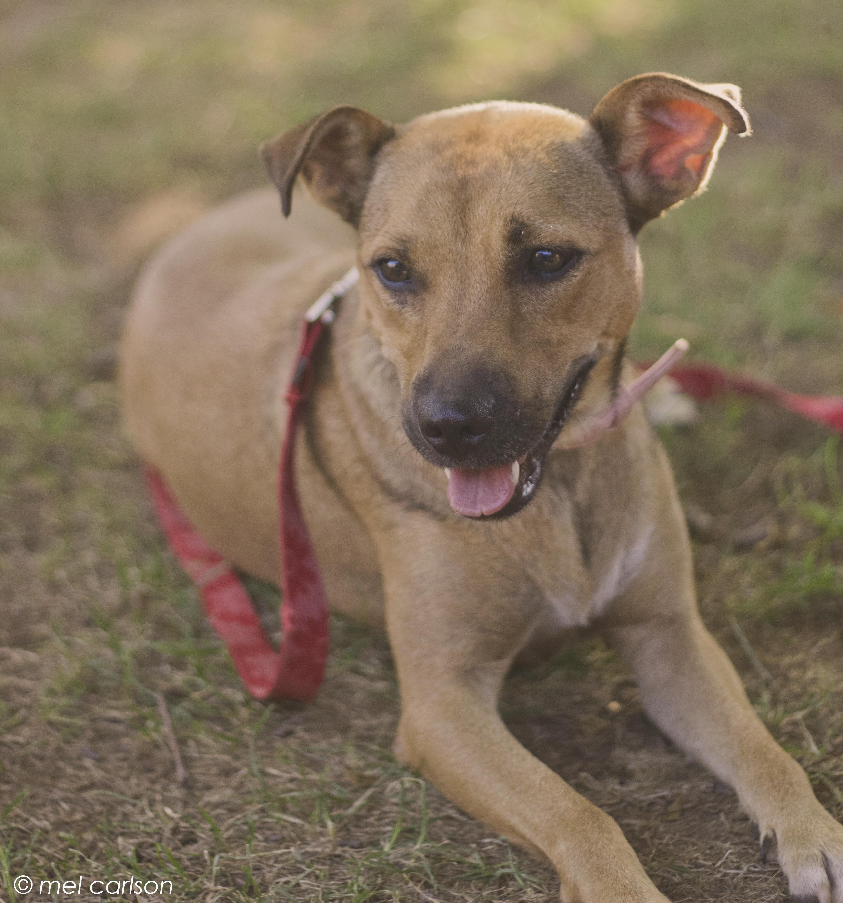 Buffy - Medium Female Staffy x Kelpie Mix Dog in NSW - PetRescue