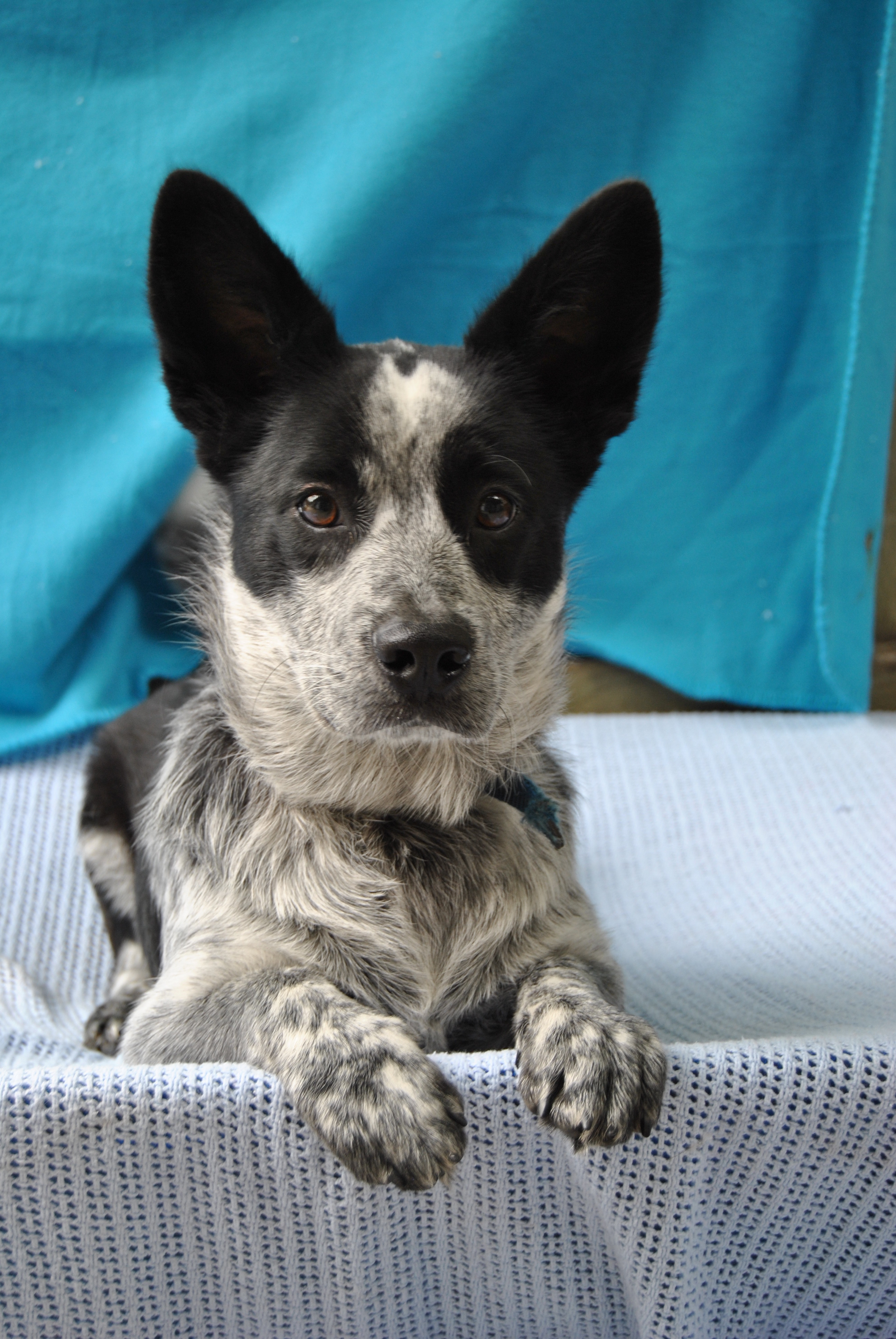 Bluey - Medium Male Australian Cattledog x Corgi Cardigan Welsh Dog in ...