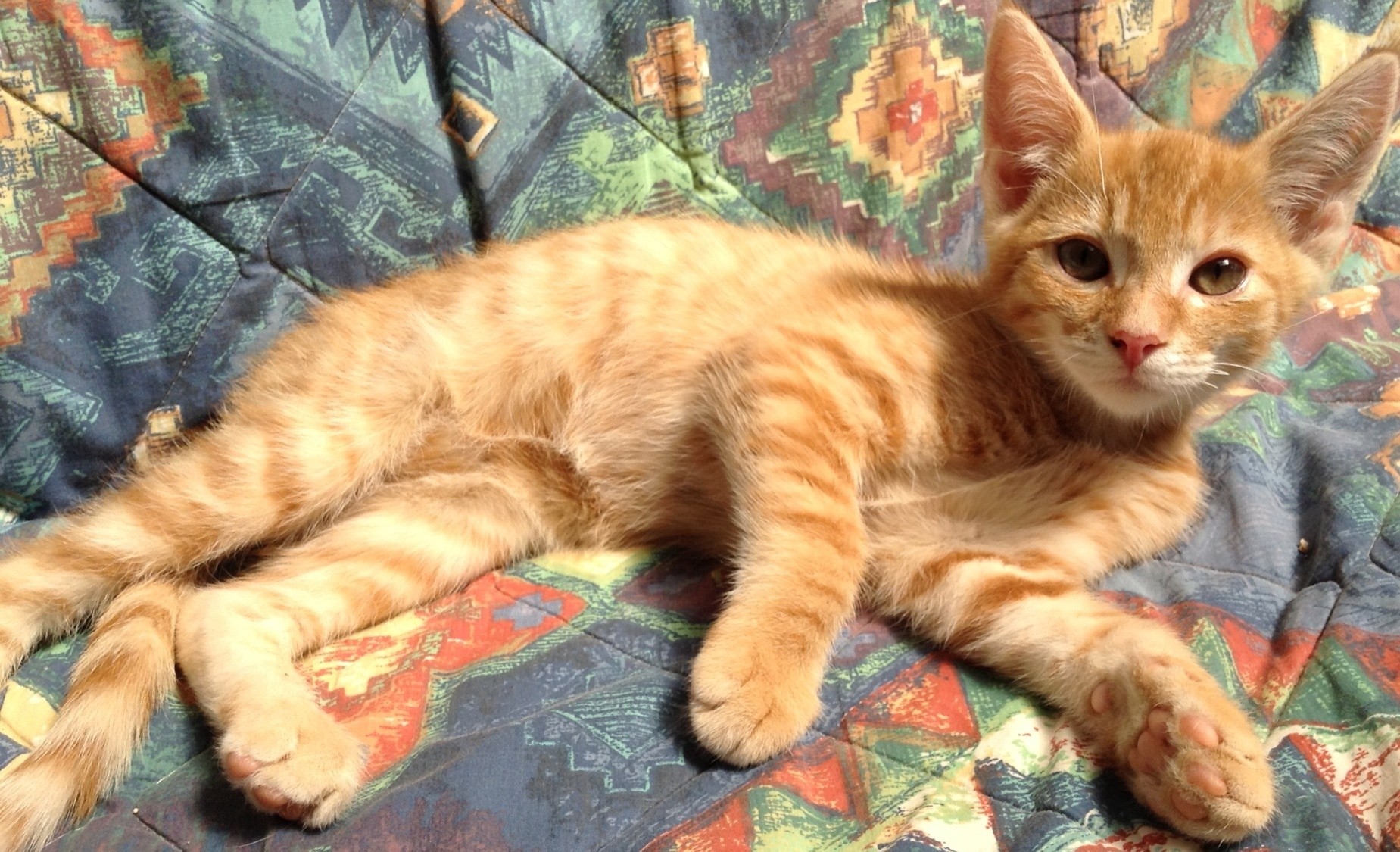 Gulliver - Male Domestic Short Hair Cat in QLD - PetRescue