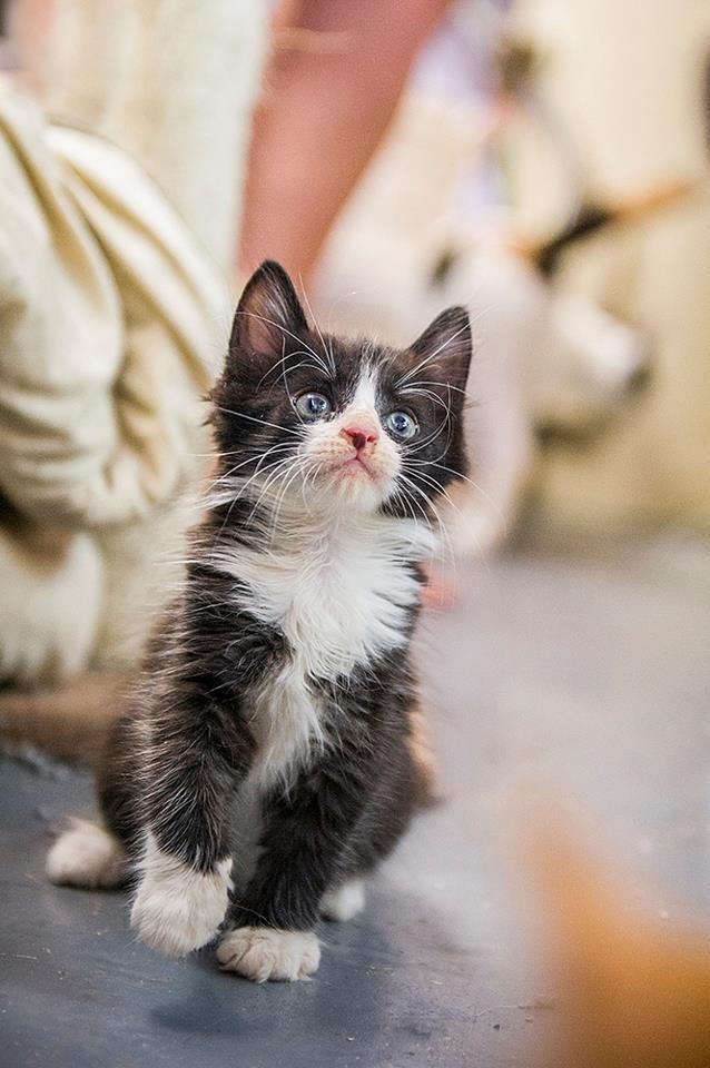 Gremlin - Male Cat in VIC - PetRescue