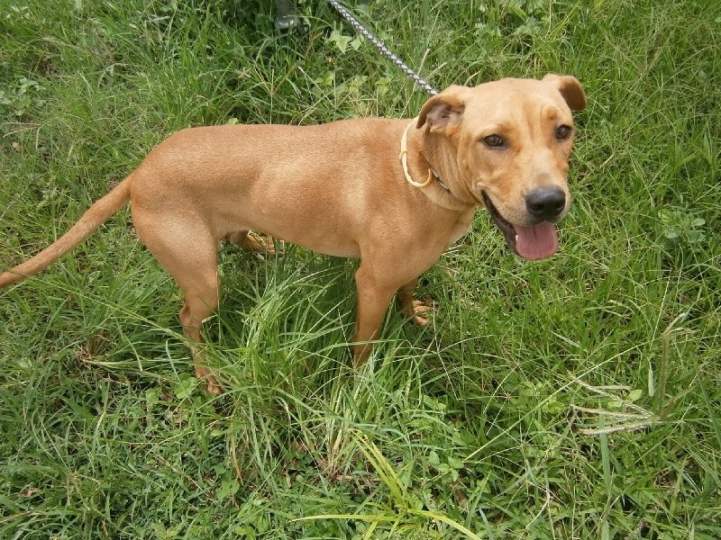 Zoe - Medium Female Rhodesian Ridgeback Dog in QLD - PetRescue