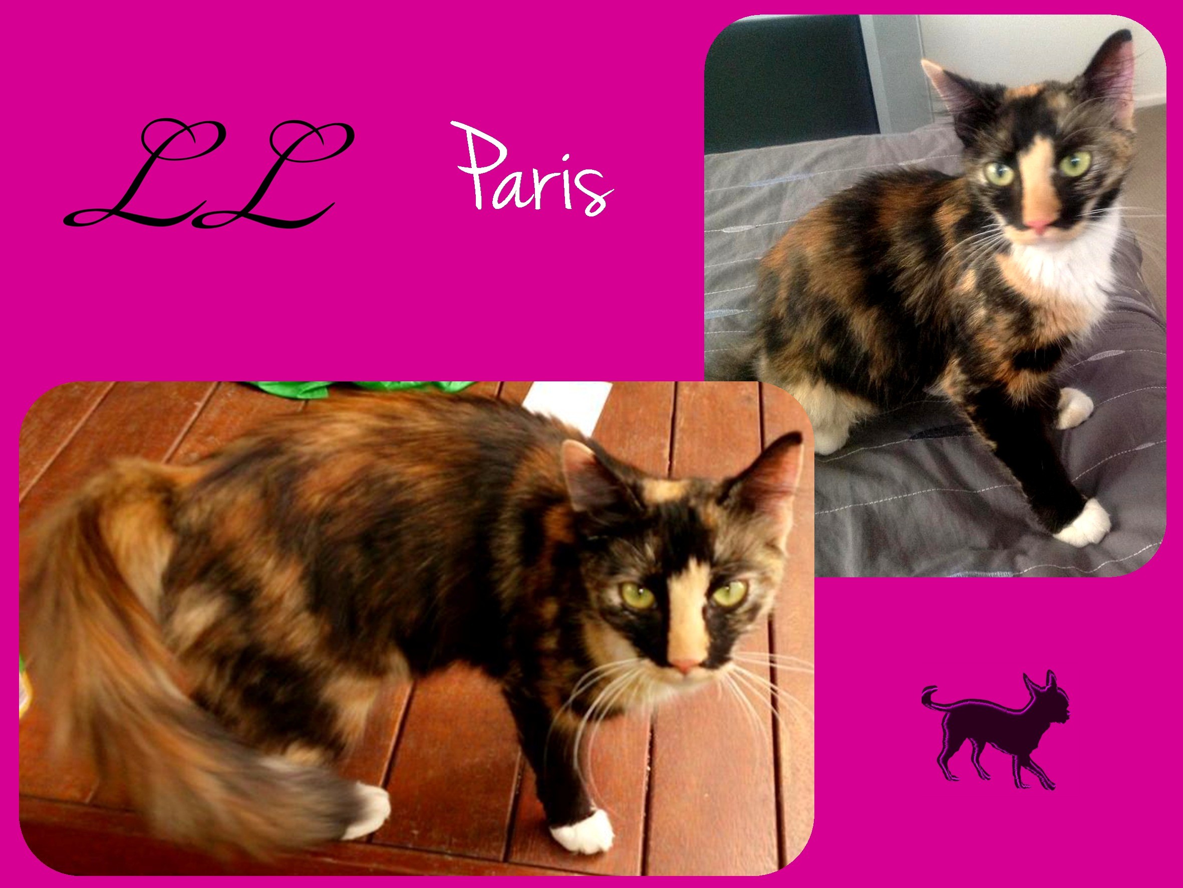 Paris - Female Cat in QLD - PetRescue