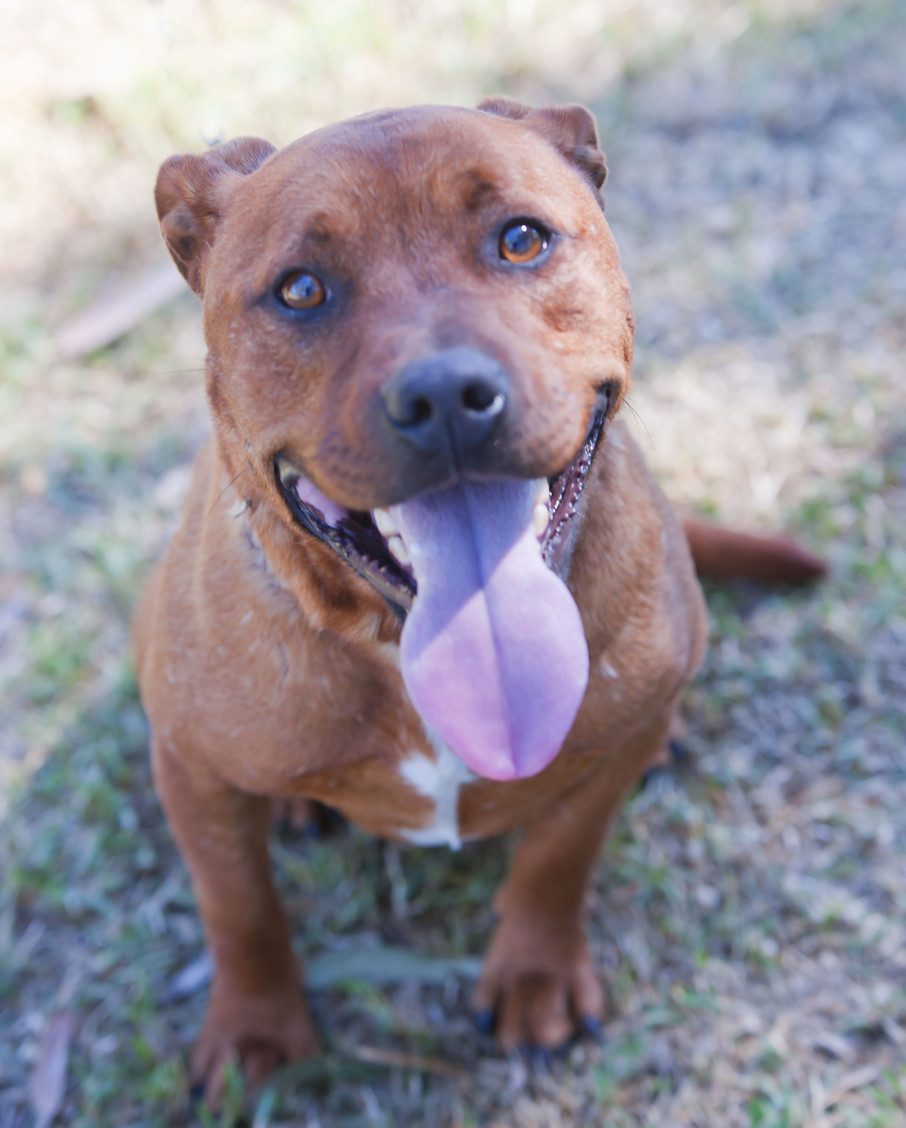Rocky ID12804. Grinning from ear to ear - Medium Male Staffy Dog in VIC ...