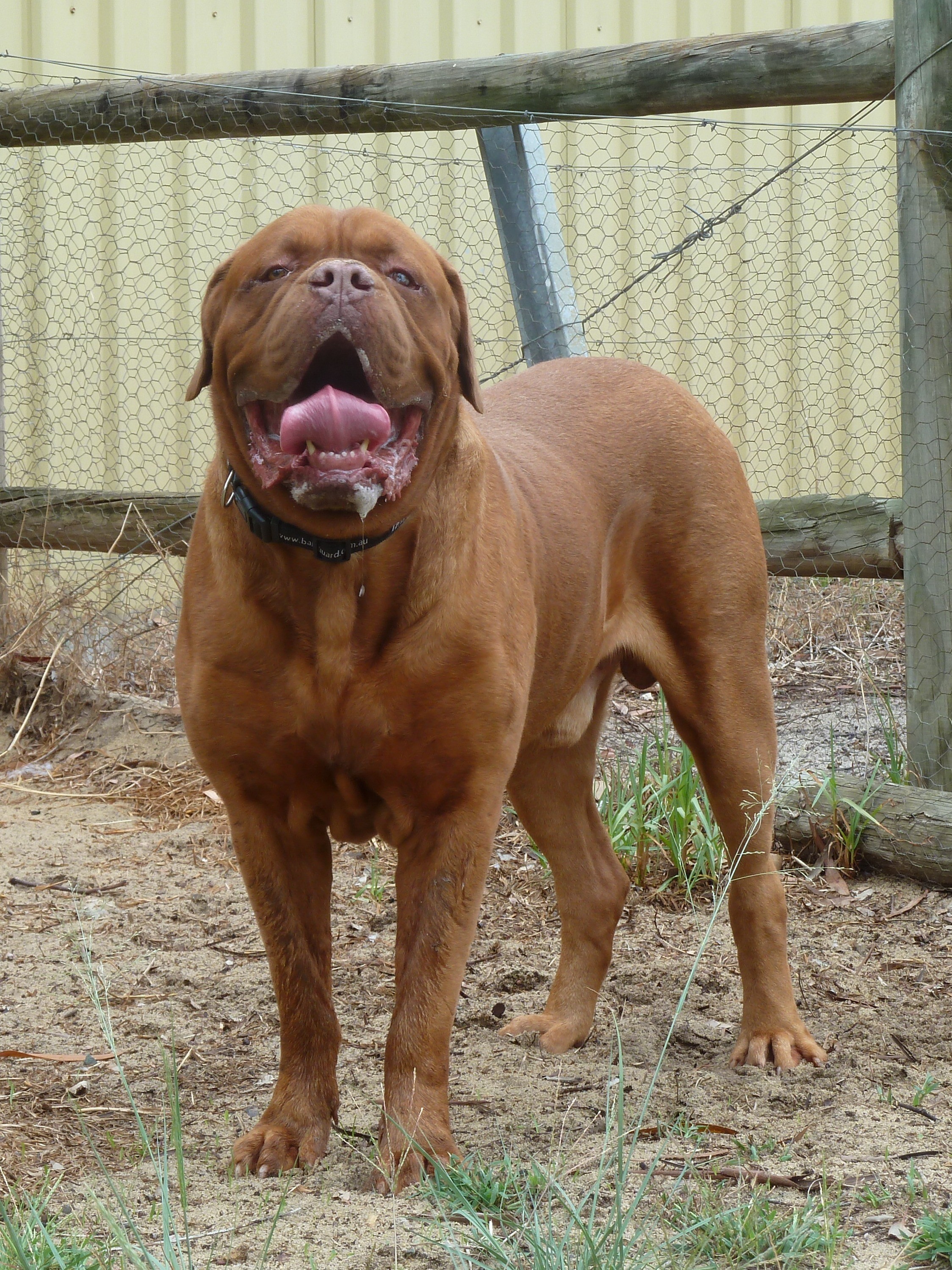 Hooch - Large Male Dogue De Bordeaux Dog in WA - PetRescue