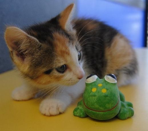 Pudding - Female Manx Mix Cat in QLD - PetRescue