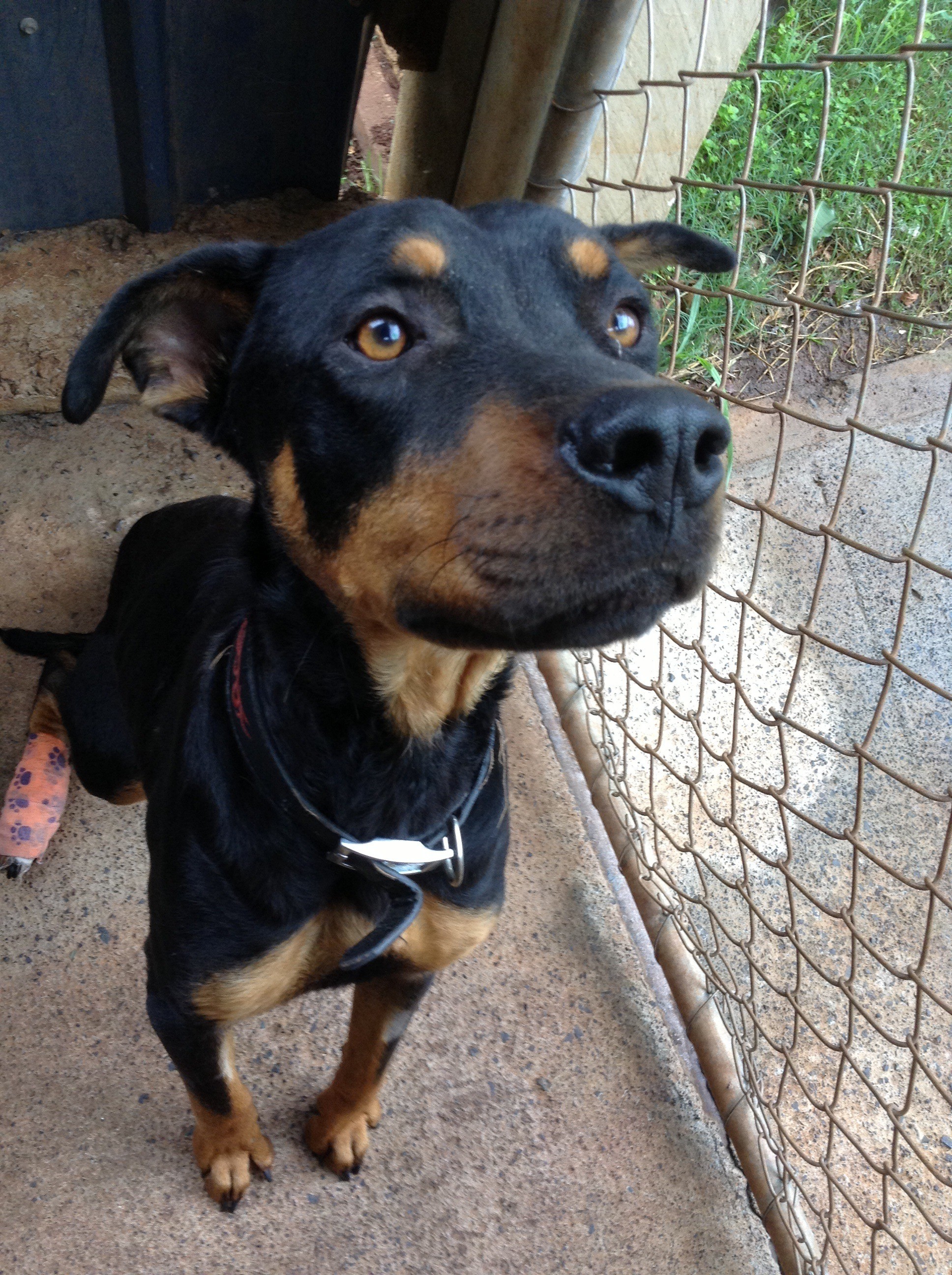 Rocky - Large Male Rottweiler Mix Dog in QLD - PetRescue