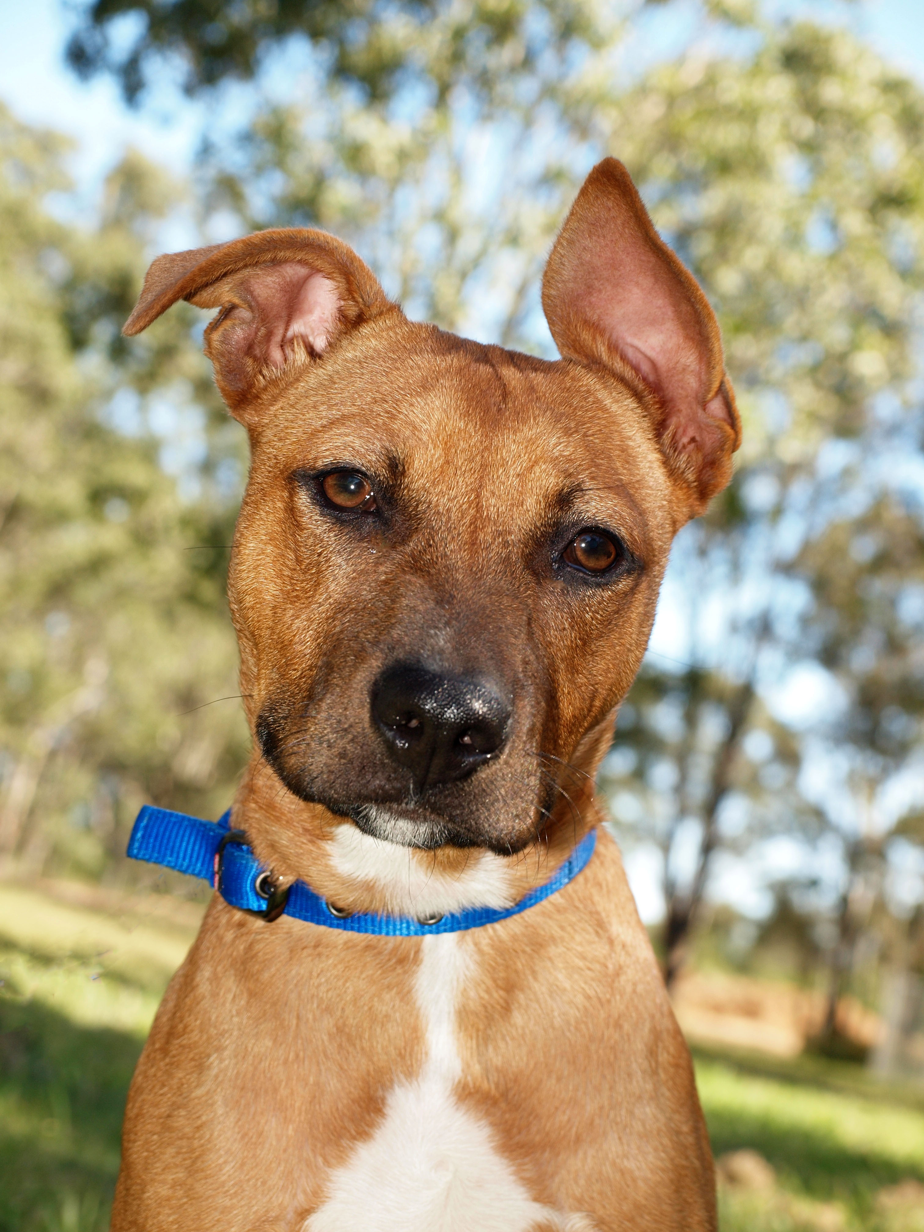 Scrappy Doo - Medium Female Staffordshire Bull Terrier Mix Dog in NSW - PetRescue