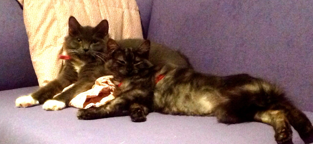 Jimmy - Male Cat in NSW - PetRescue