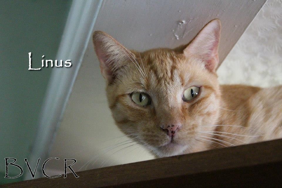 Linus - Male Cat in QLD - PetRescue