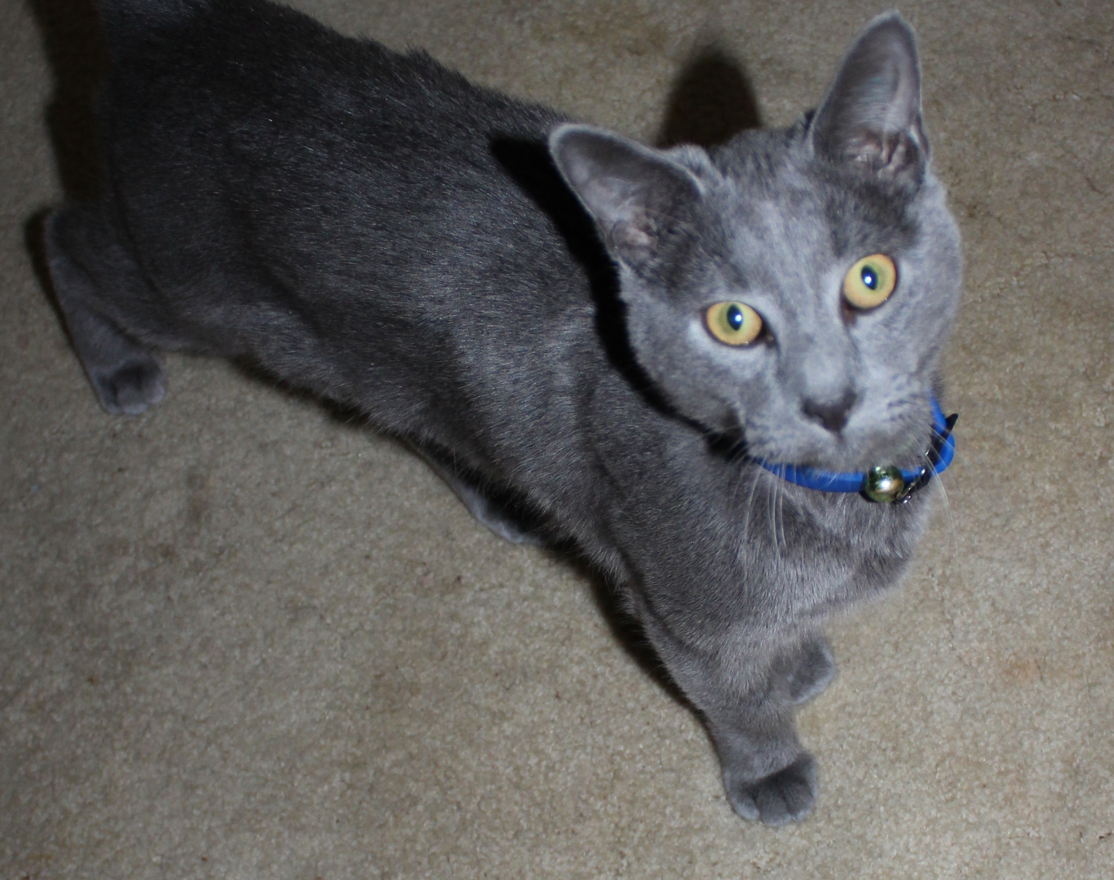 Purrcy - Male Russian Blue Cat in QLD - PetRescue