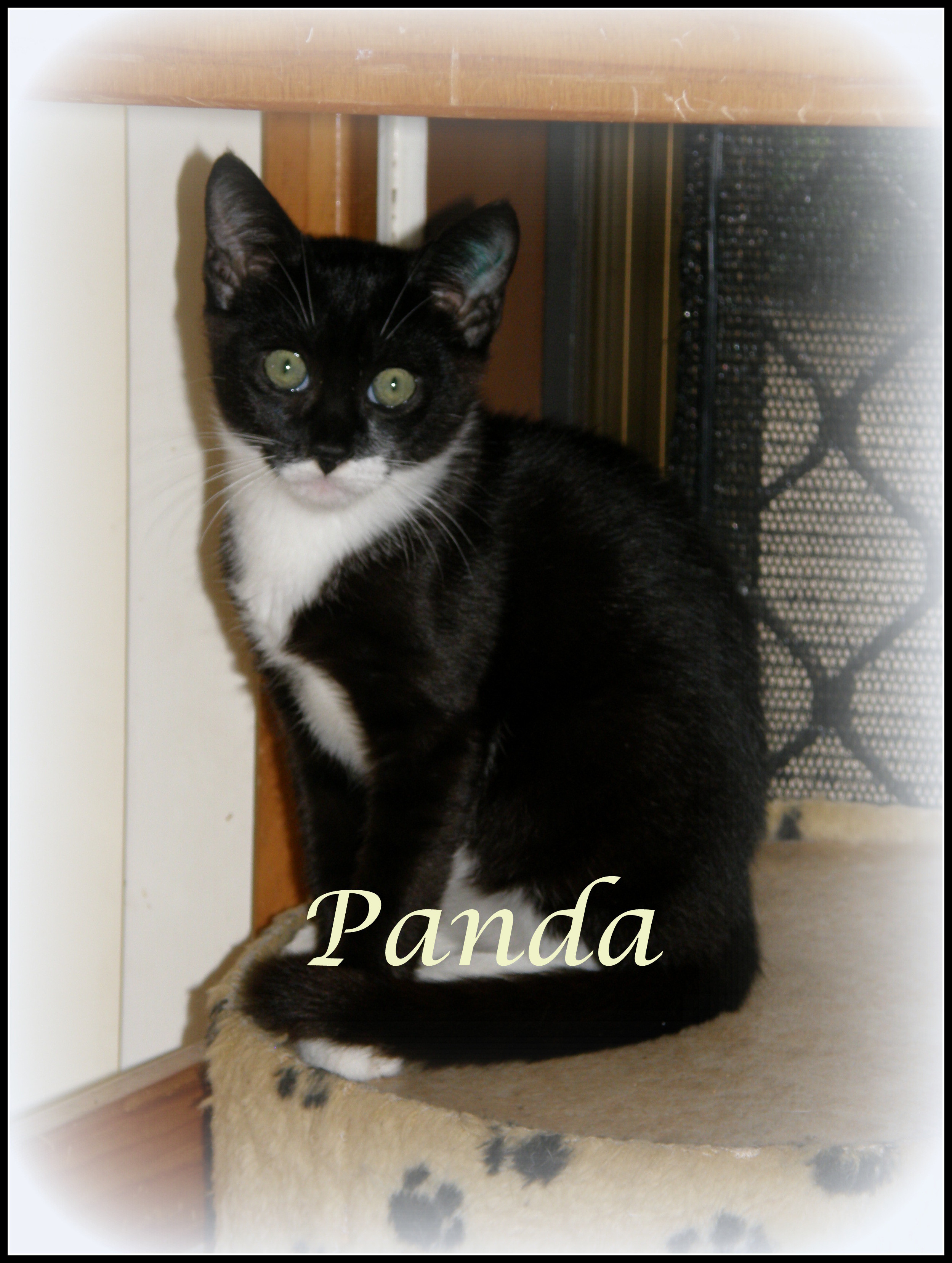 Panda - Male Cat in NSW - PetRescue