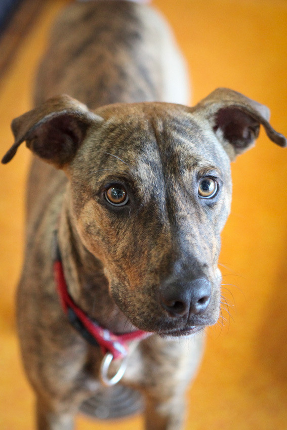 Marley - Medium Male Doberman x Whippet Dog in QLD - PetRescue