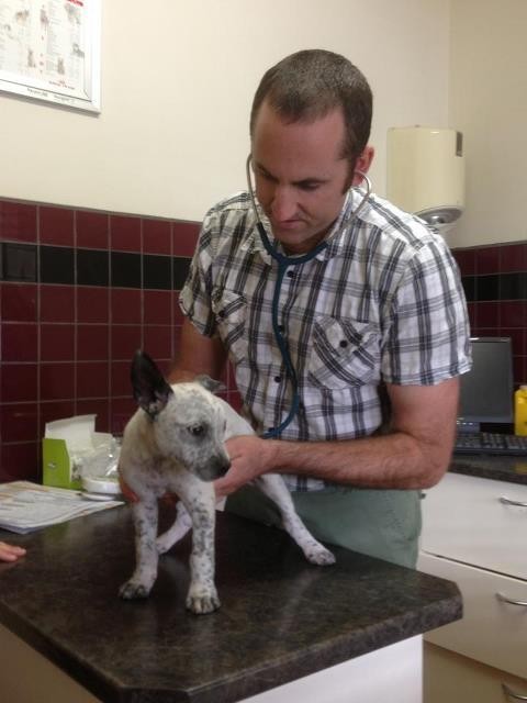 Adrian - Medium Male Boxer x Blue Heeler Mix Dog in VIC - PetRescue