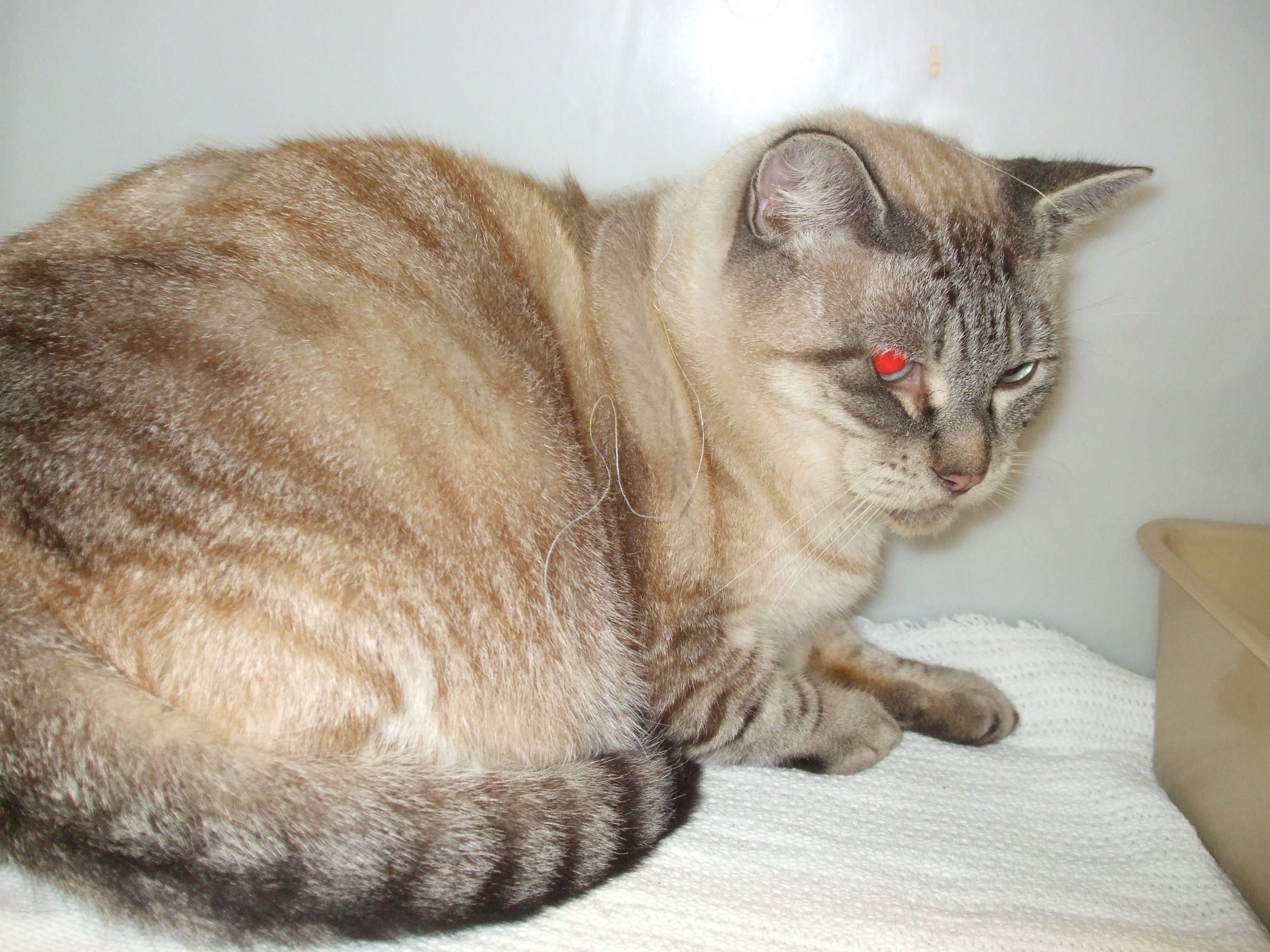 Rocket - Male Layanese Cat in QLD - PetRescue