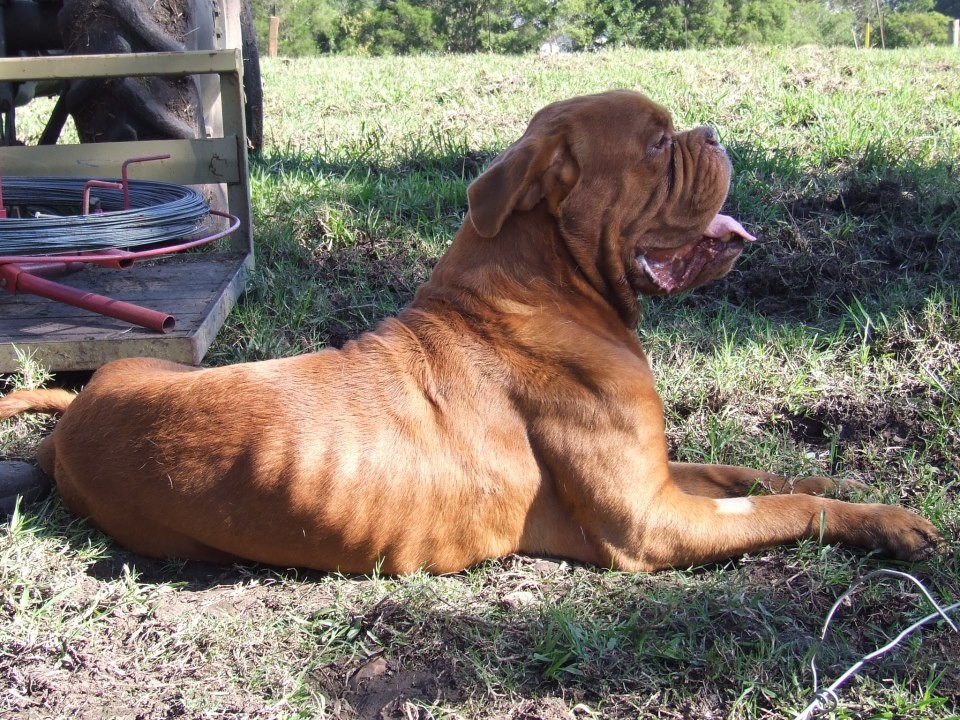 Dudley - Large Male Dogue De Bordeaux Dog in NSW - PetRescue