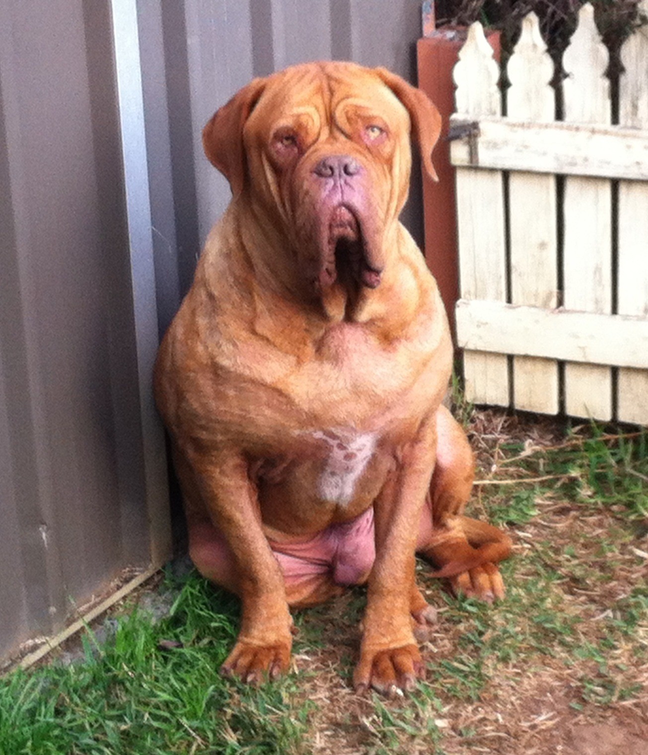 Diesel - Large Male Dogue De Bordeaux Dog in NSW - PetRescue