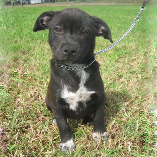 Mattie - Medium Male Border Collie x Staffy Dog in QLD - PetRescue