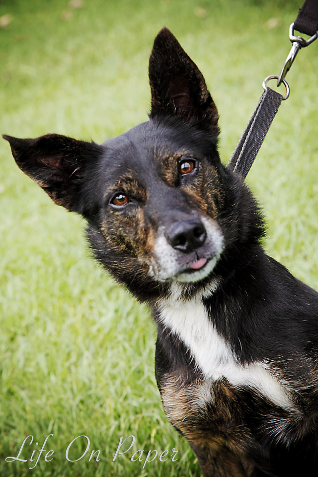 Deefa - Medium Male Kelpie Dog in NSW - PetRescue