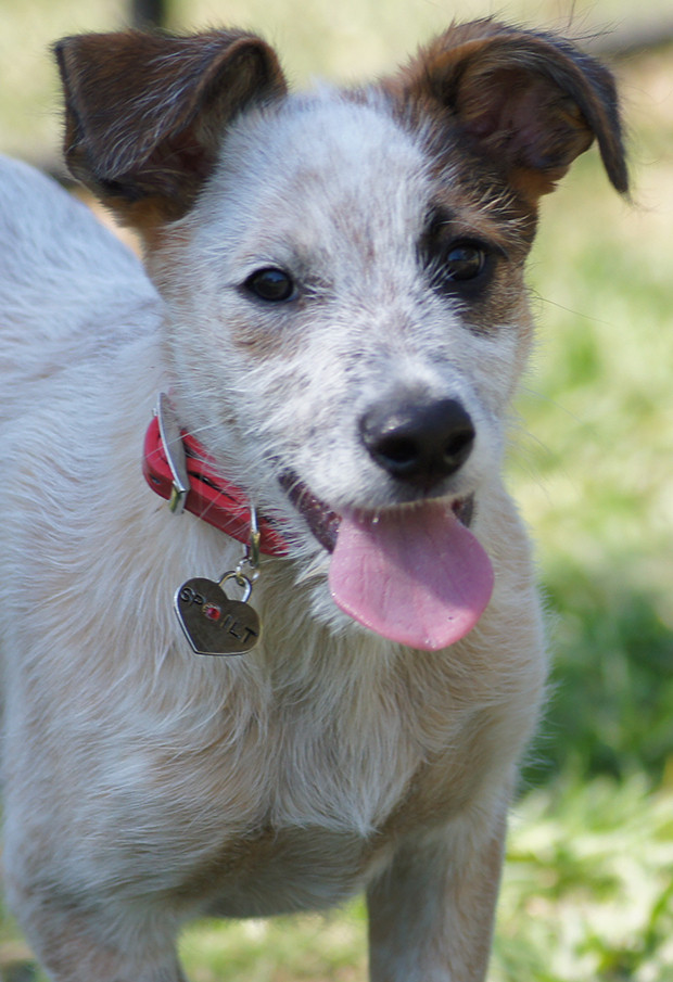 Bella - Medium Female Staghound x Australian Cattle Dog Dog in VIC ...