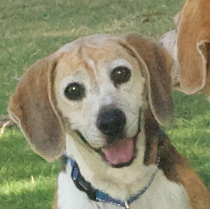 Roxy - Medium Female Beagle Dog in WA - PetRescue