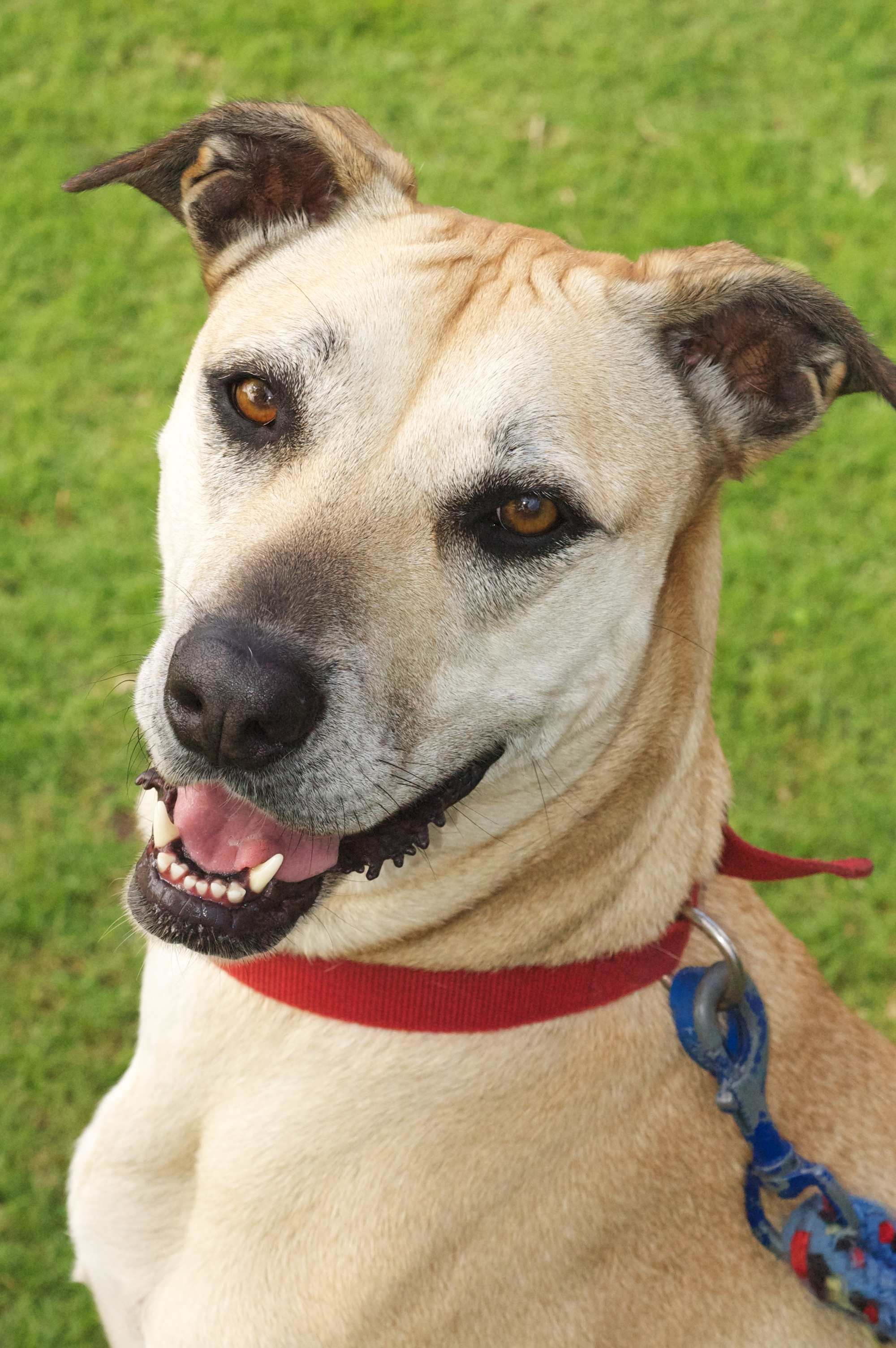 Mustang - Medium Female Rhodesian Ridgeback x Mastiff Mix Dog in WA ...