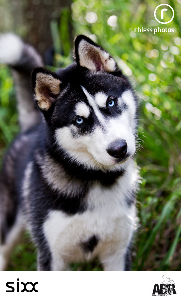 **Applications Closed** Sixx - Medium Male Siberian Husky Dog in NSW ...