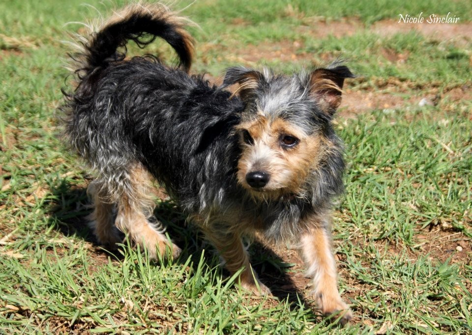 Mercedes - Small Female Silky Terrier Dog in WA - PetRescue