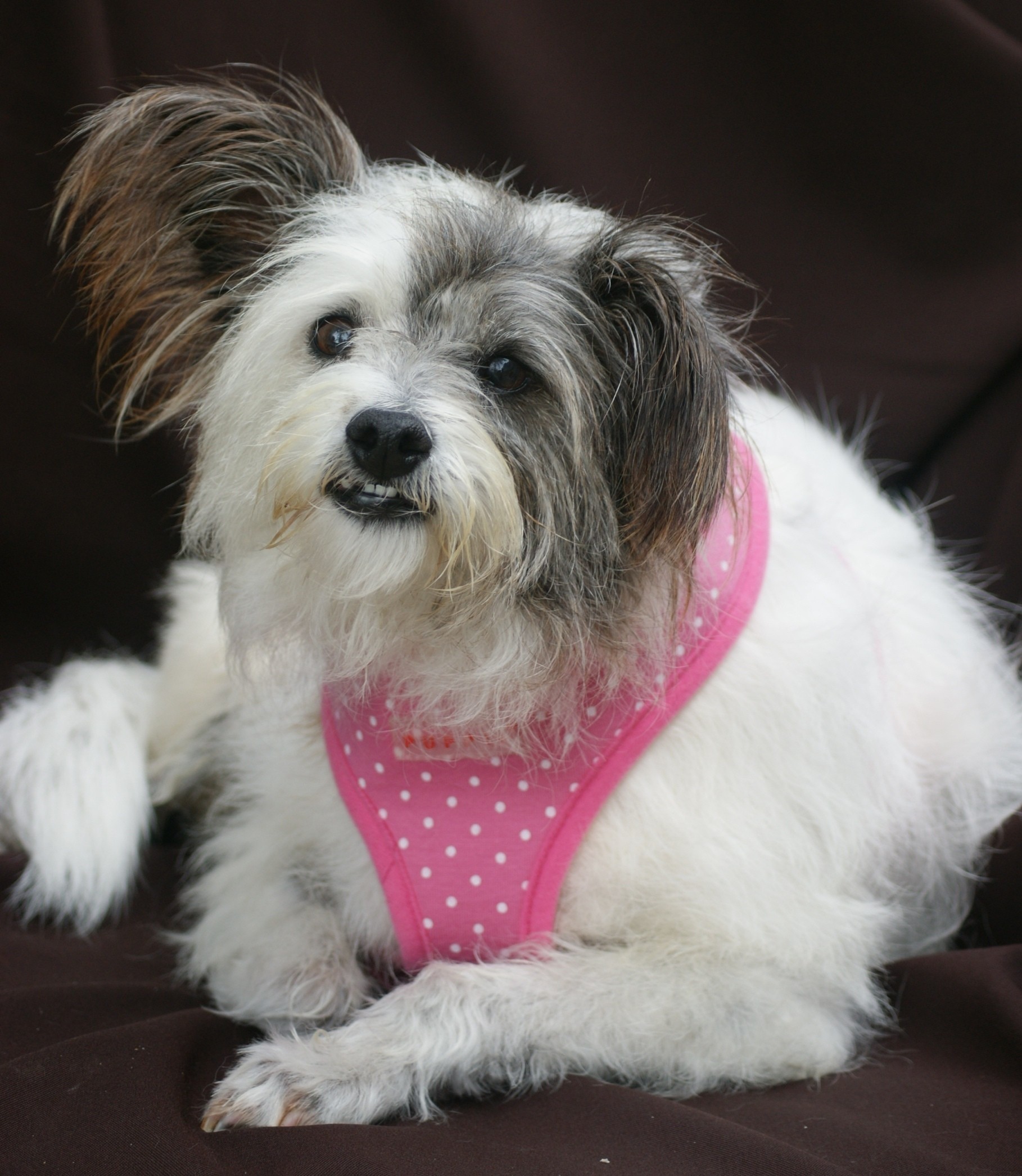Minky - Small Female Terrier Mix Dog in NSW - PetRescue