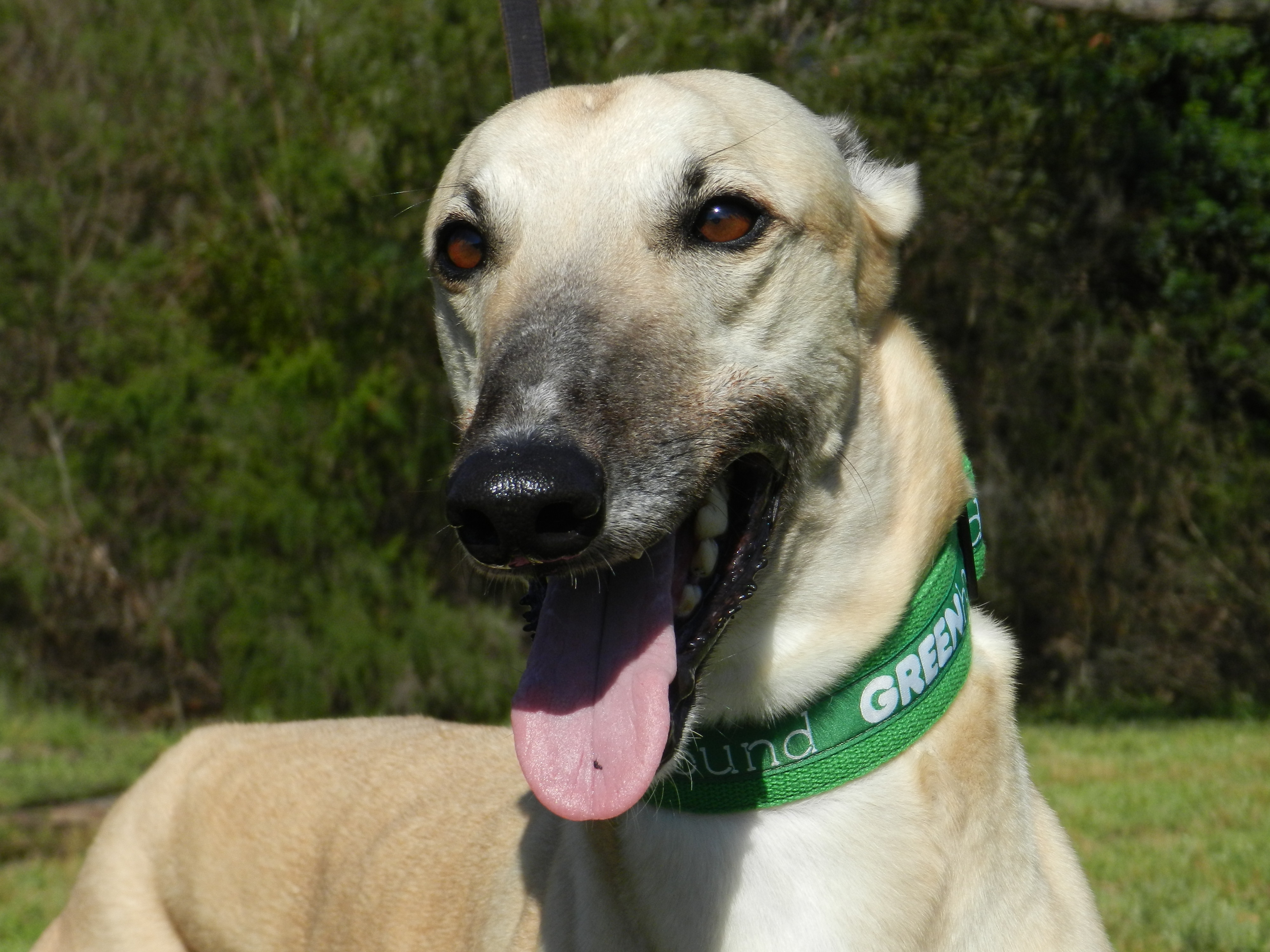 Buster (Greenhound) Adoption Pending - Large Male Dog in NSW - PetRescue