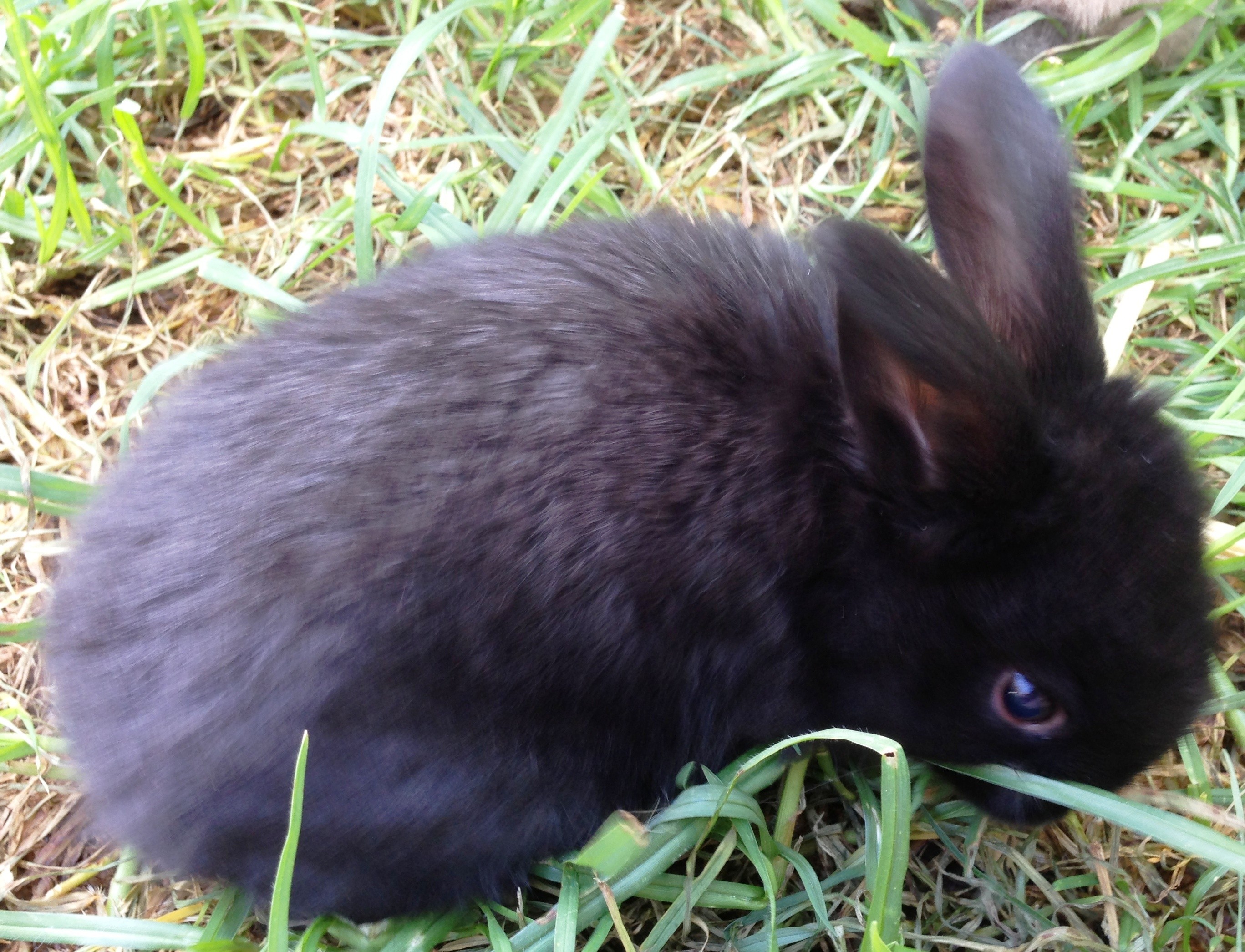 Lola - Female Mix Rabbit in NSW - PetRescue
