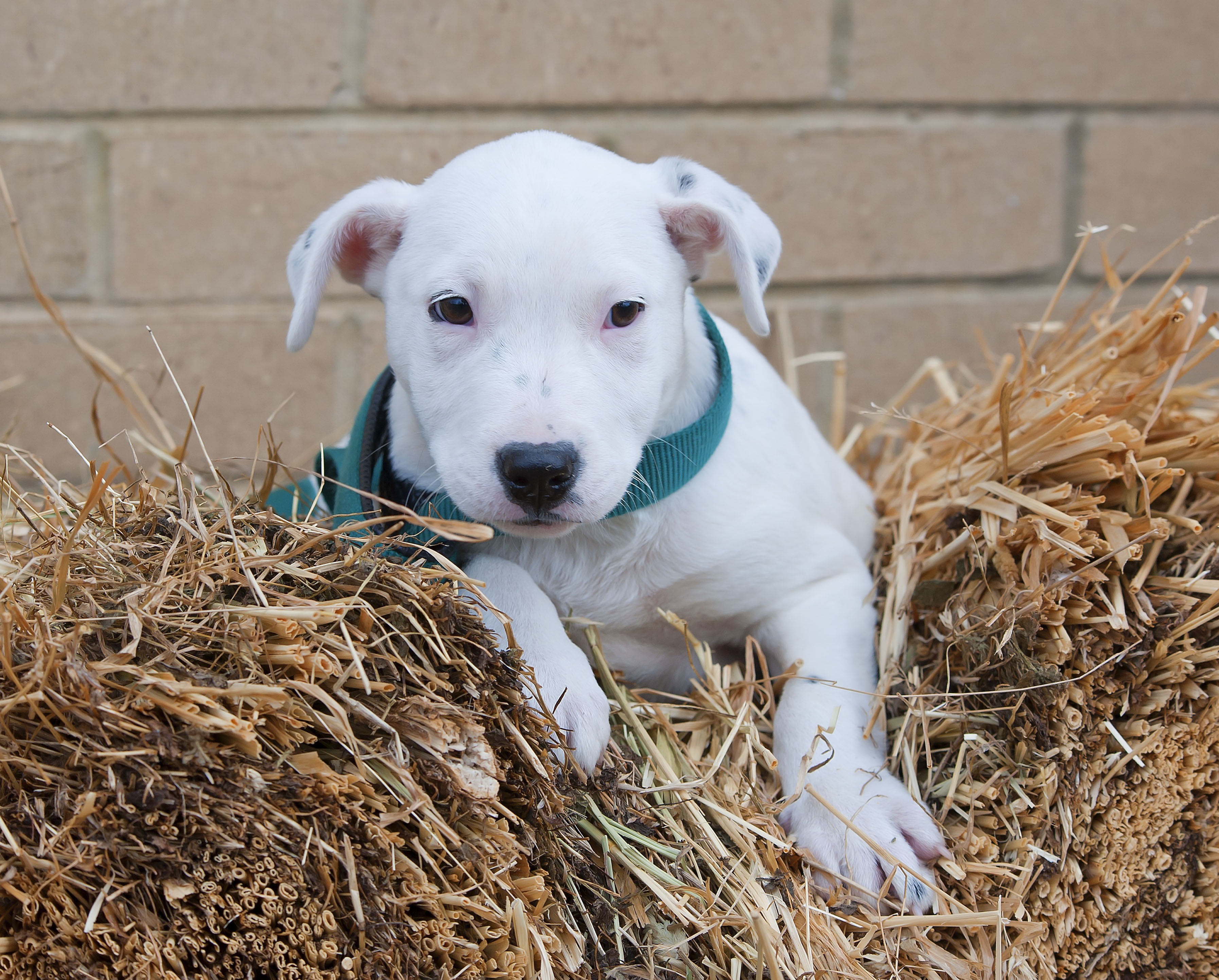 Keltie ID14711. Puppy power! - Medium Male Blue Heeler x Bull Terrier ...