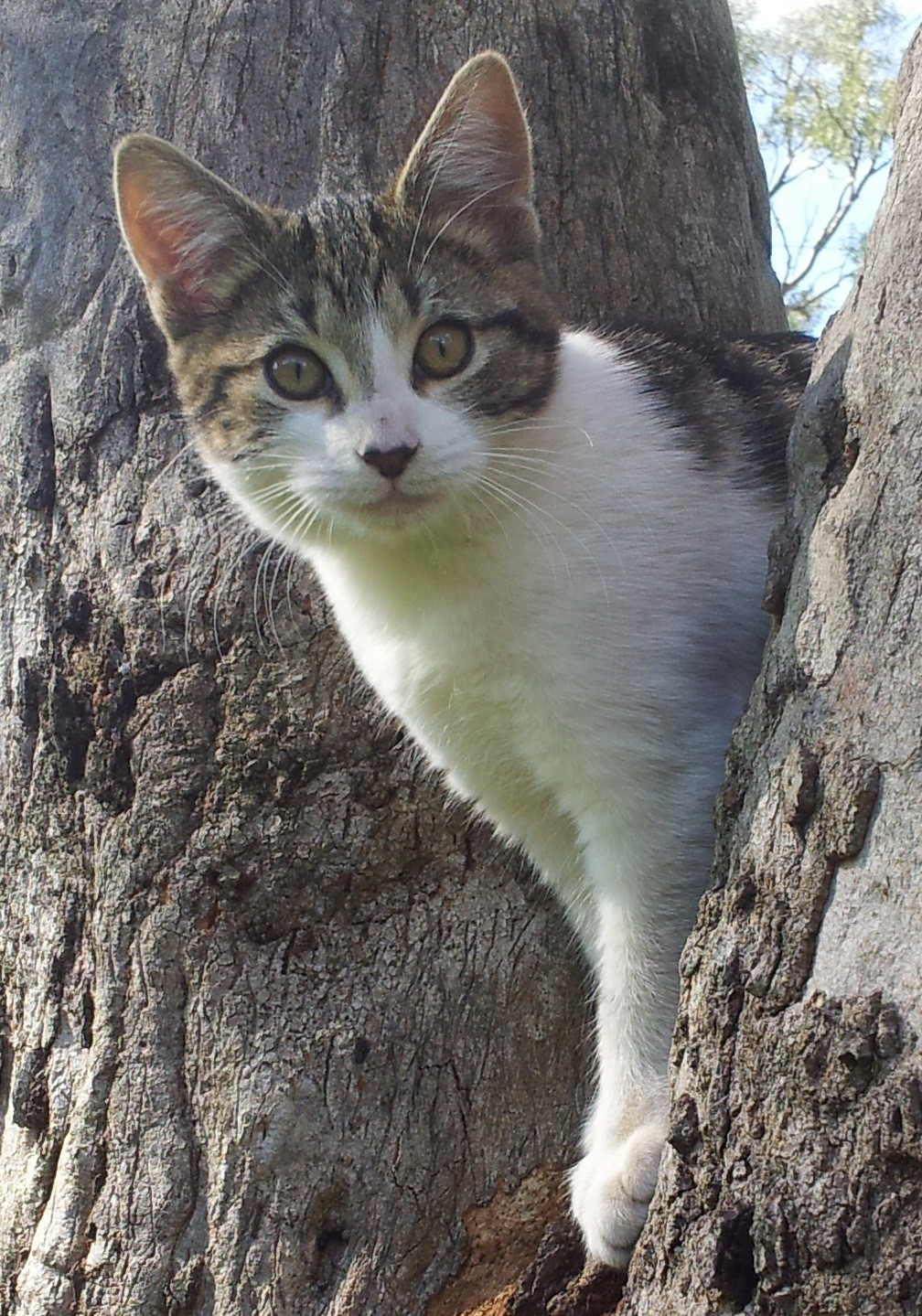 Lexi (kitten) - Female Cat in NSW - PetRescue