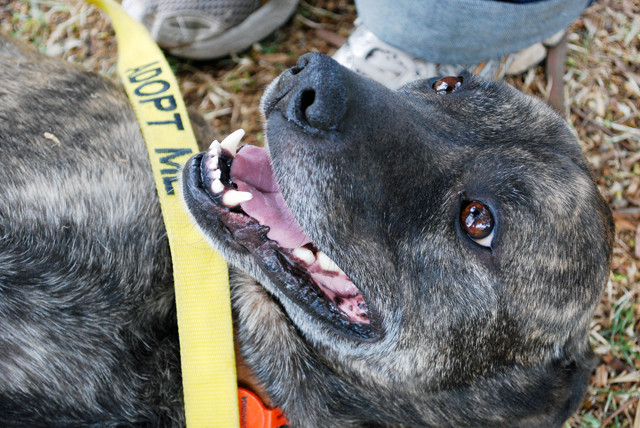 Bandi - Medium Male Cross breed Dog in SA - PetRescue