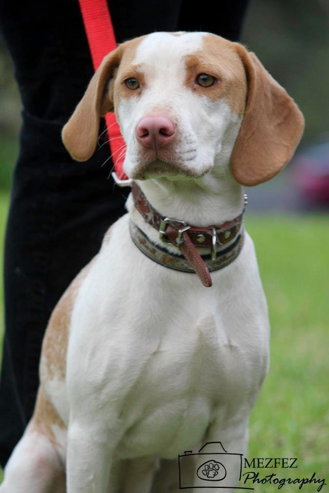 Ella - Large Female Pointer Dog in VIC - PetRescue