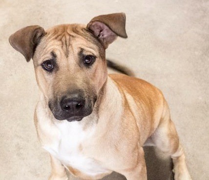 Roxi - Medium Female Labrador x Staffordshire Bull Terrier Mix Dog in ...