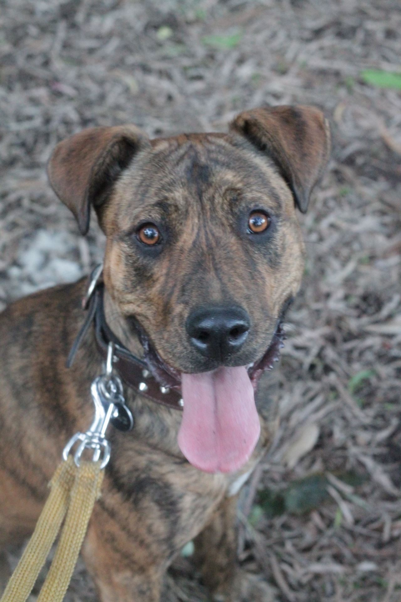 Lexie - Medium Female Rottweiler x Staffy Mix Dog in WA - PetRescue