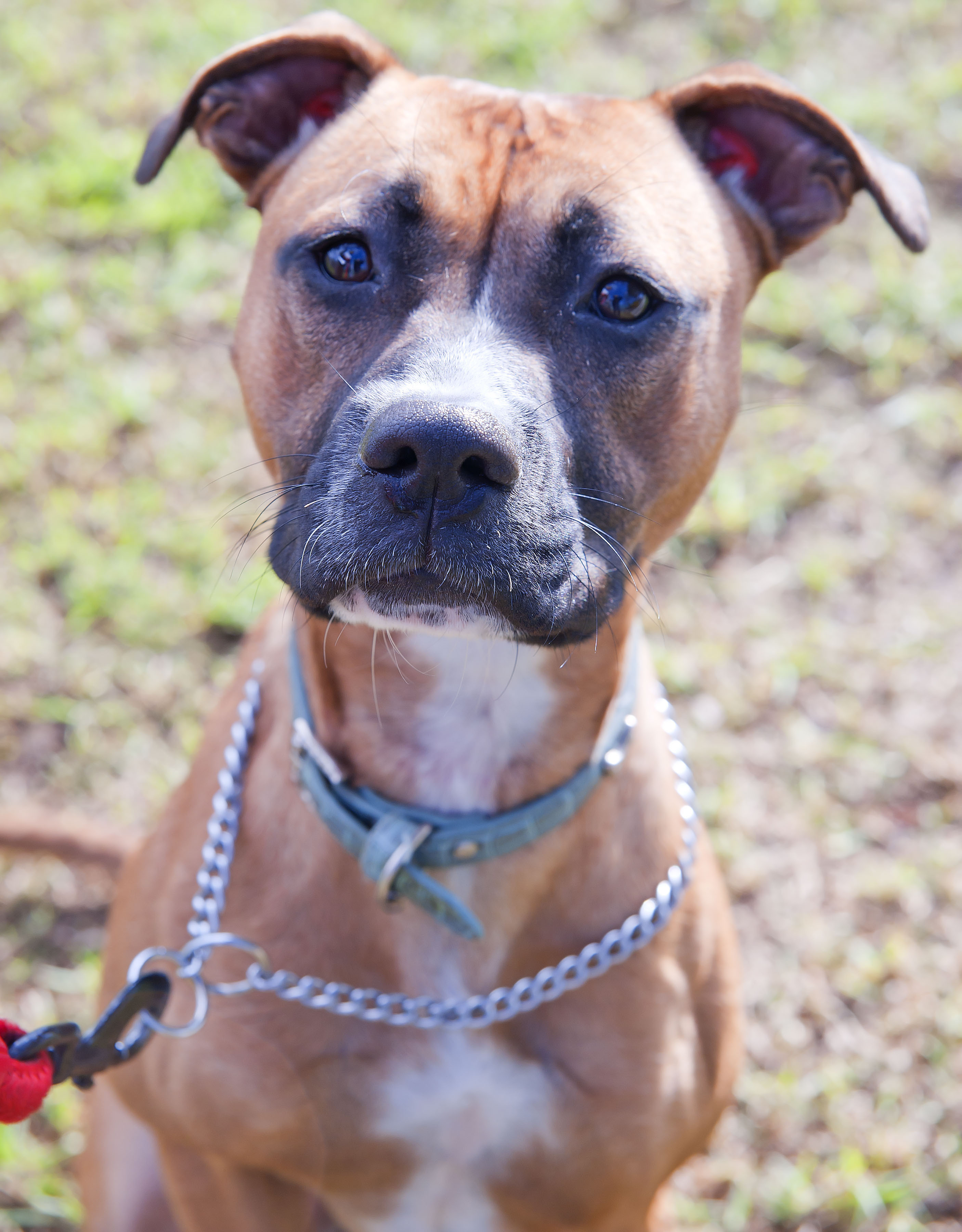 Tara ID14909. Family needed now. - Medium Female Boxer x Staffy Mix Dog ...