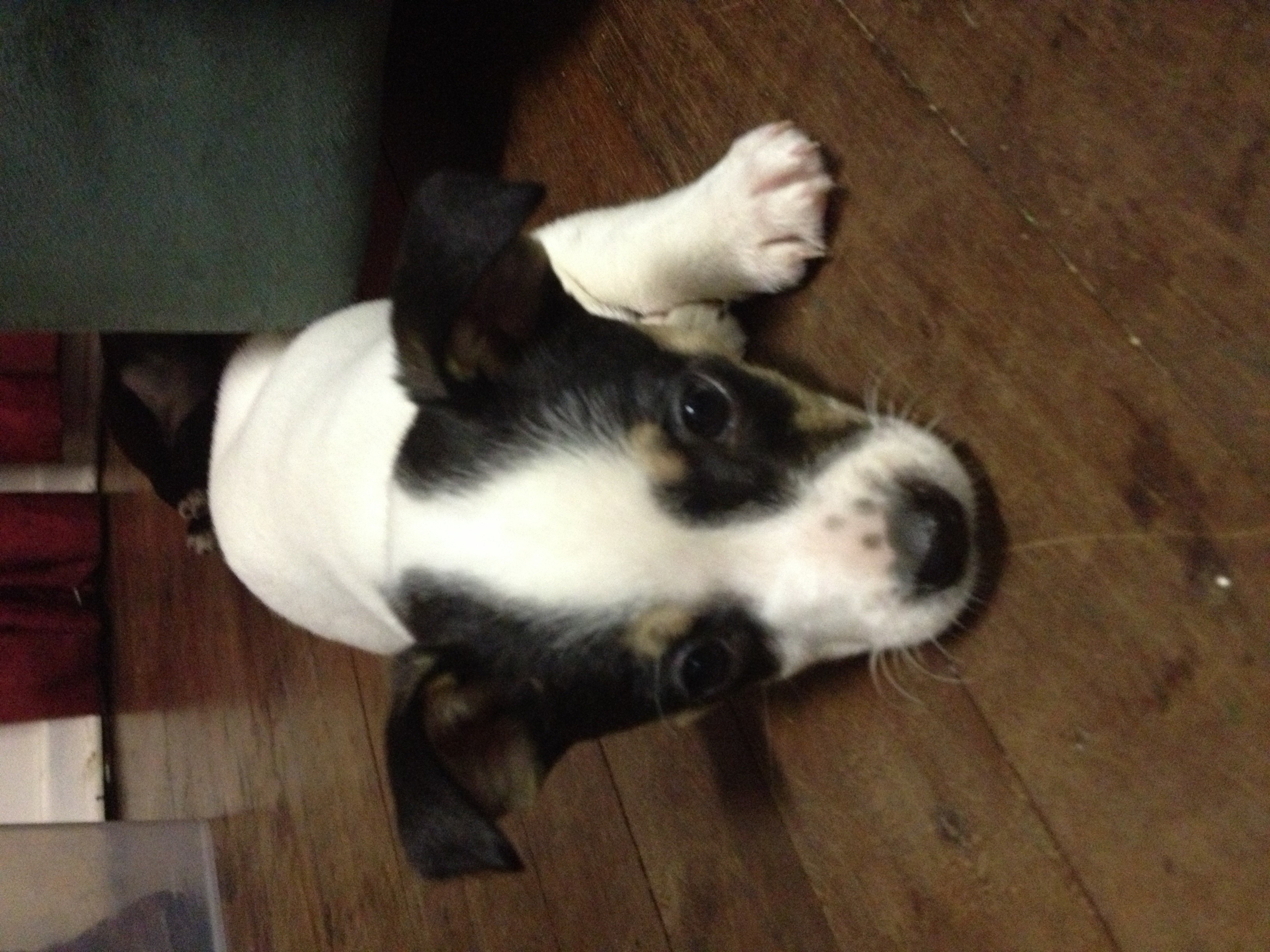 Ruby - Small Female Jack Russell Terrier Dog in WA - PetRescue