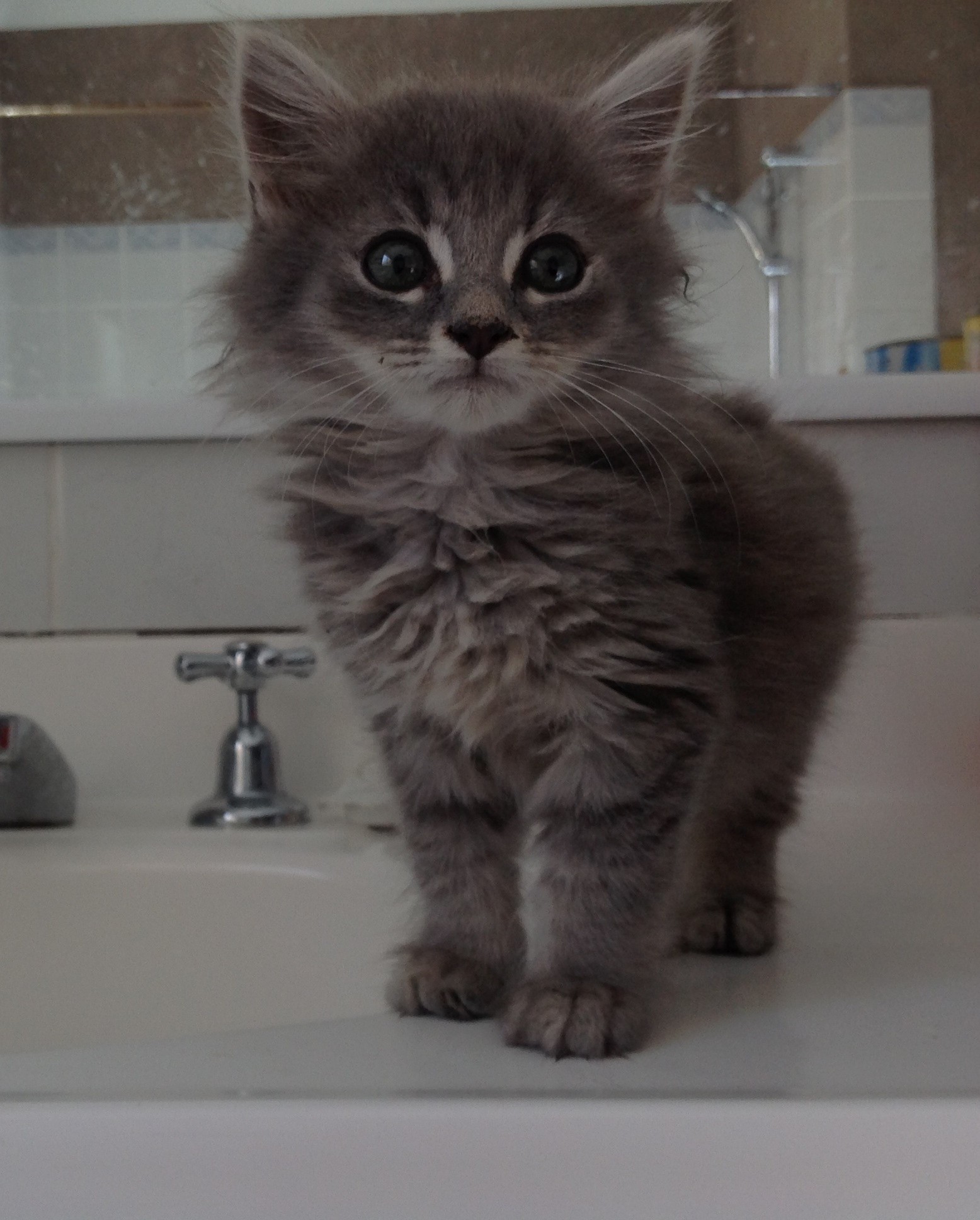 Fluffy - Male Maine Coon Cat in NSW - PetRescue